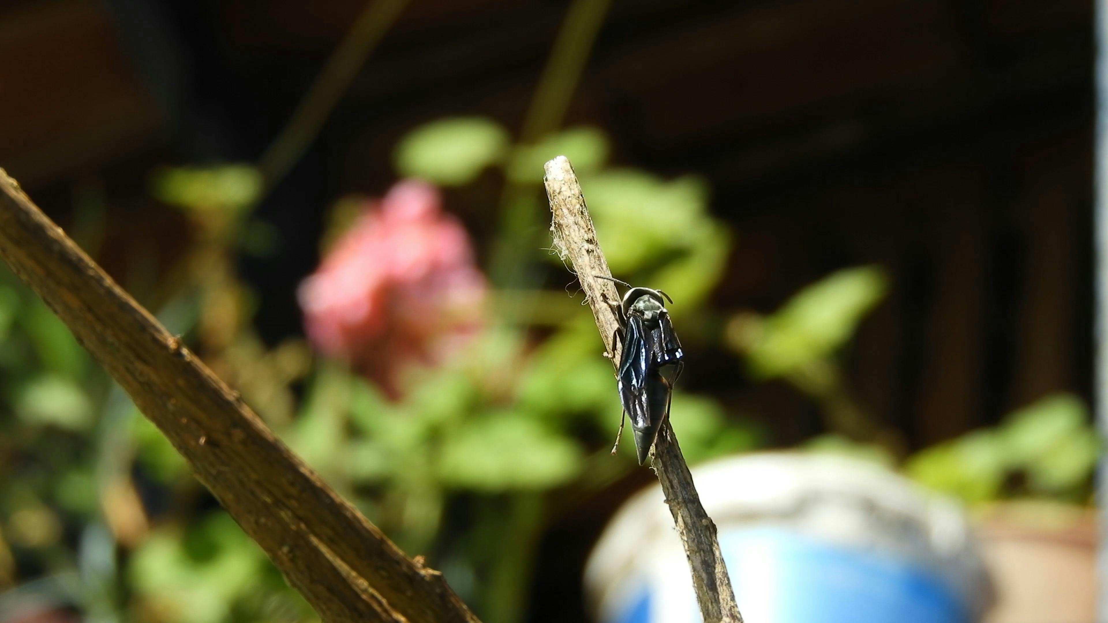 Close up of Insects Fighting Free Stock Video Footage, Royalty-Free 4K ...