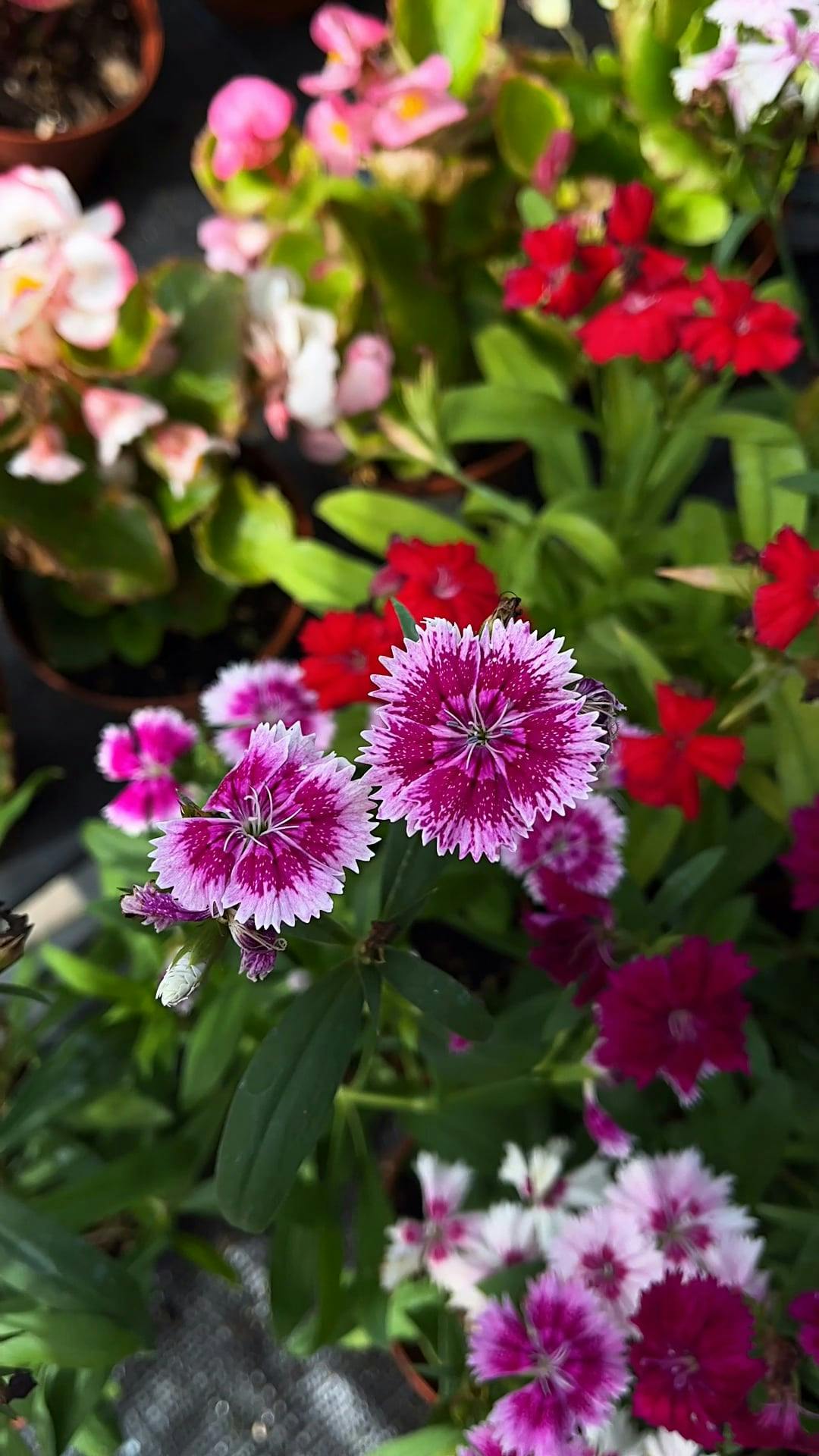 Close up of Flowers Free Stock Video Footage, Royalty-Free 4K & HD ...