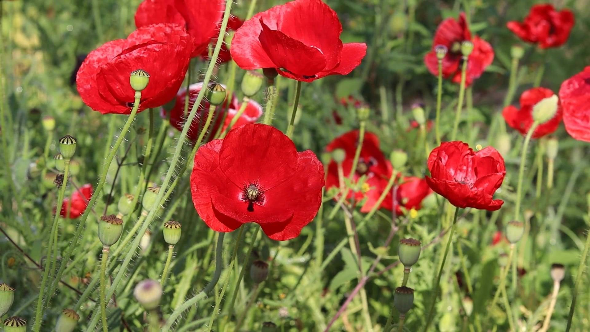 Red Flowers Waving on Wind Free Stock Video Footage, Royalty-Free 4K ...