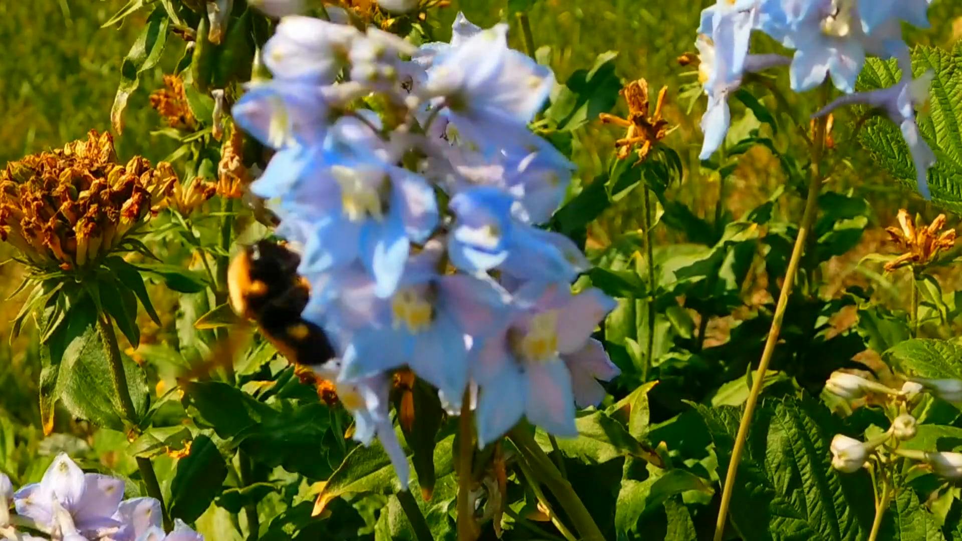 Bee Flying Videos, Download The BEST Free 4k Stock Video Footage & Bee ...
