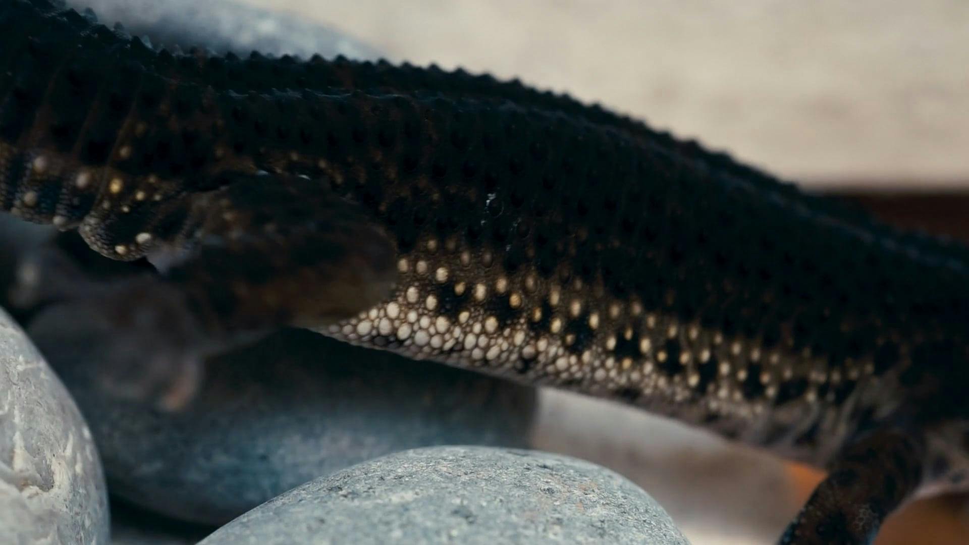Black Lizard Moving on Stones Free Stock Video Footage, Royalty-Free 4K ...