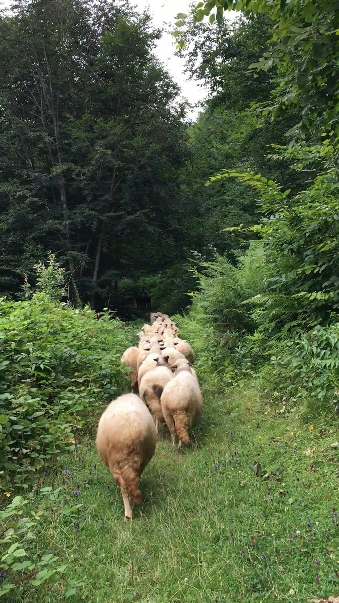 Sheep on Footpath in Forest Free Stock Video Footage, Royalty-Free 4K ...