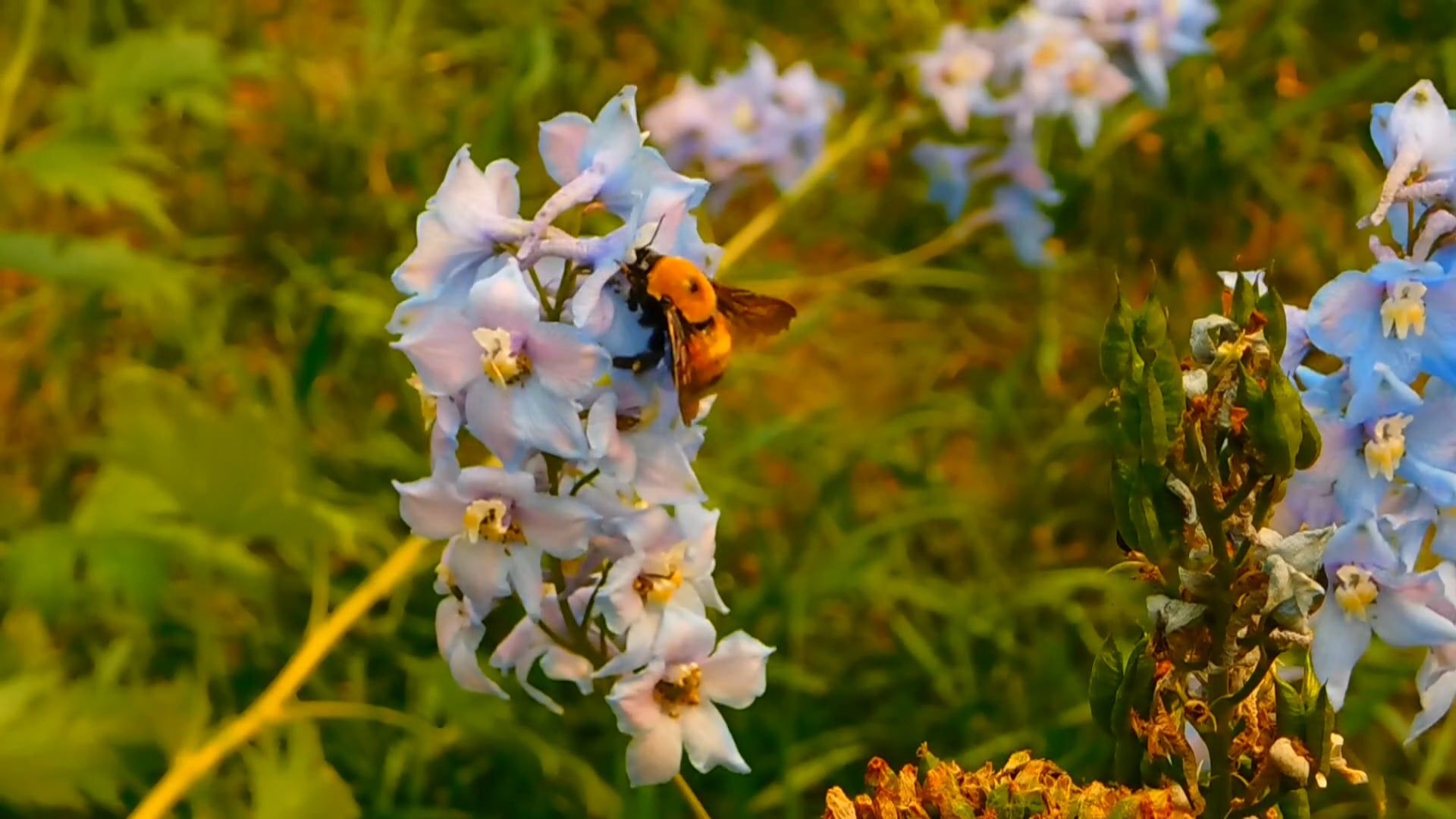 Flowers Animation Videos, Download The BEST Free 4k Stock Video Footage ...