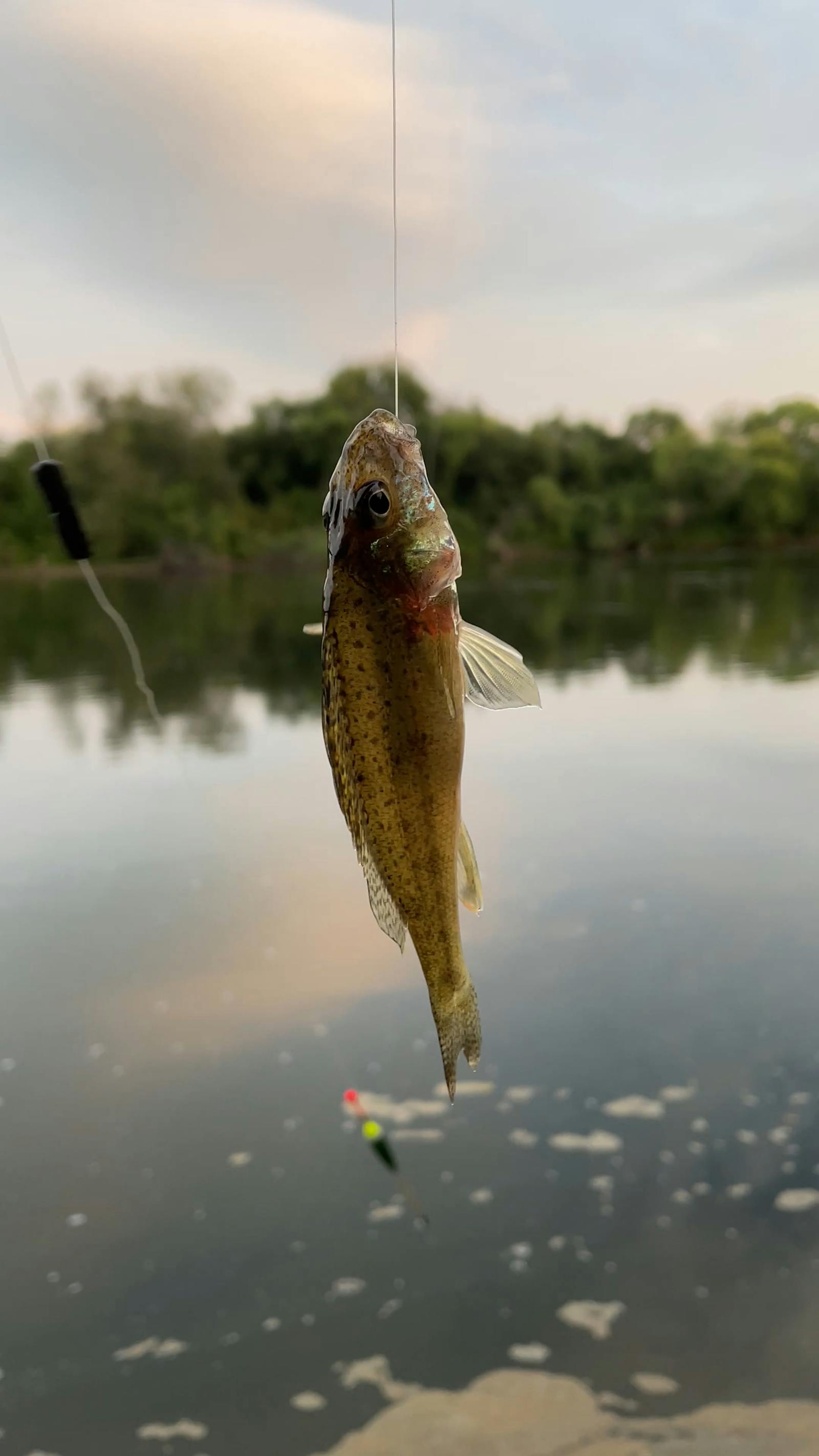 Fish In River Videos, Download The BEST Free 4k Stock Video Footage ...