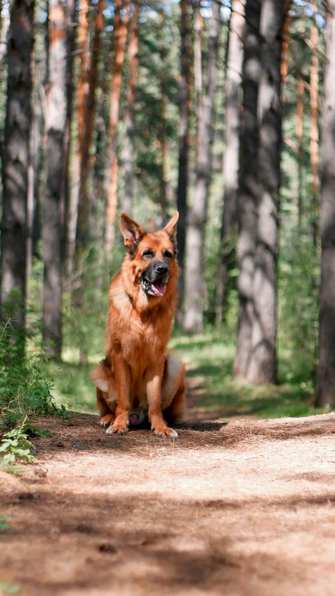 A German Sheperd Dog Smelling On Over A Pile Of Rocks Free Stock Video ...