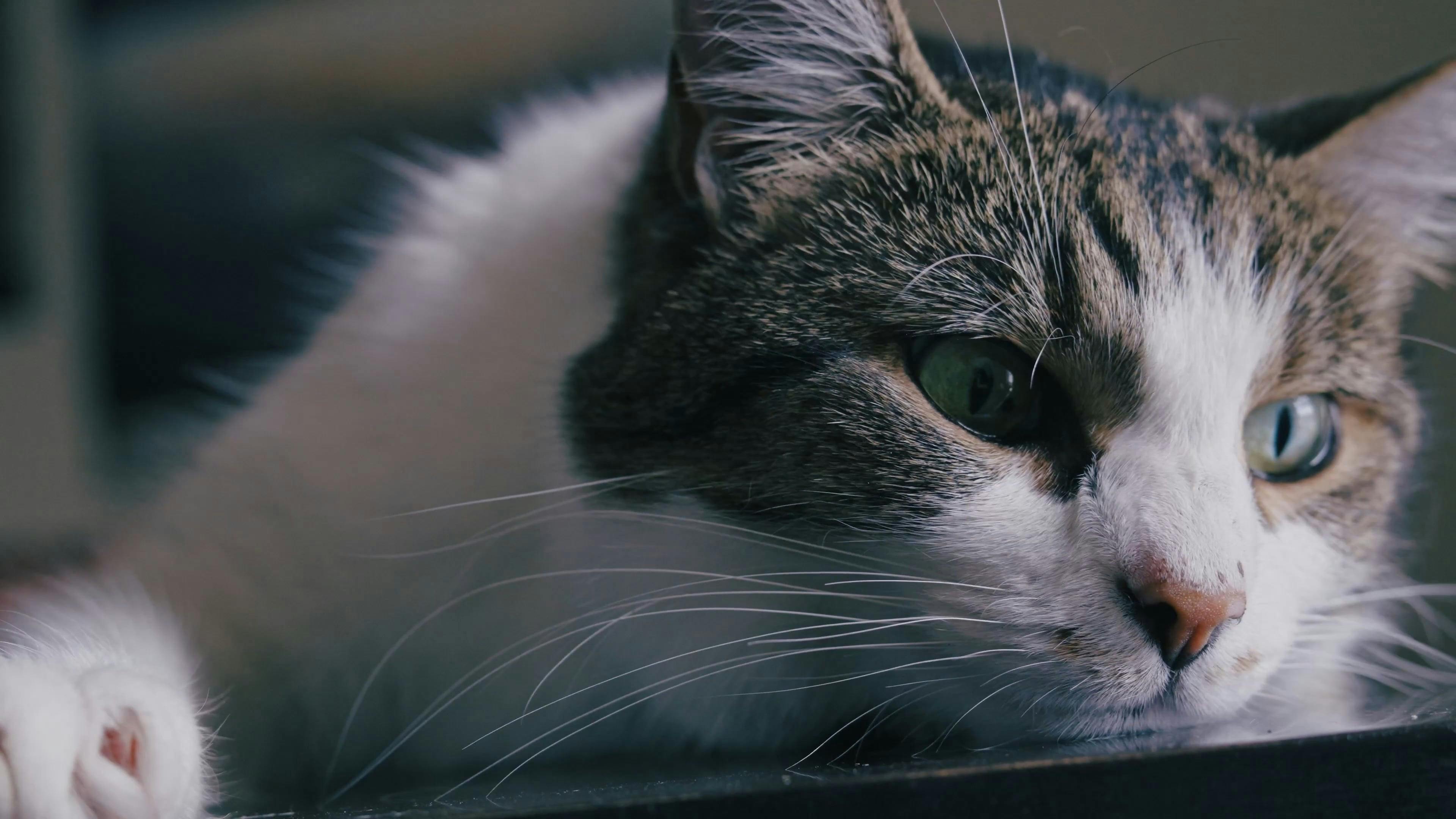 The Full Facial Features Of A Pet Cat Free Stock Video Footage, Royalty ...