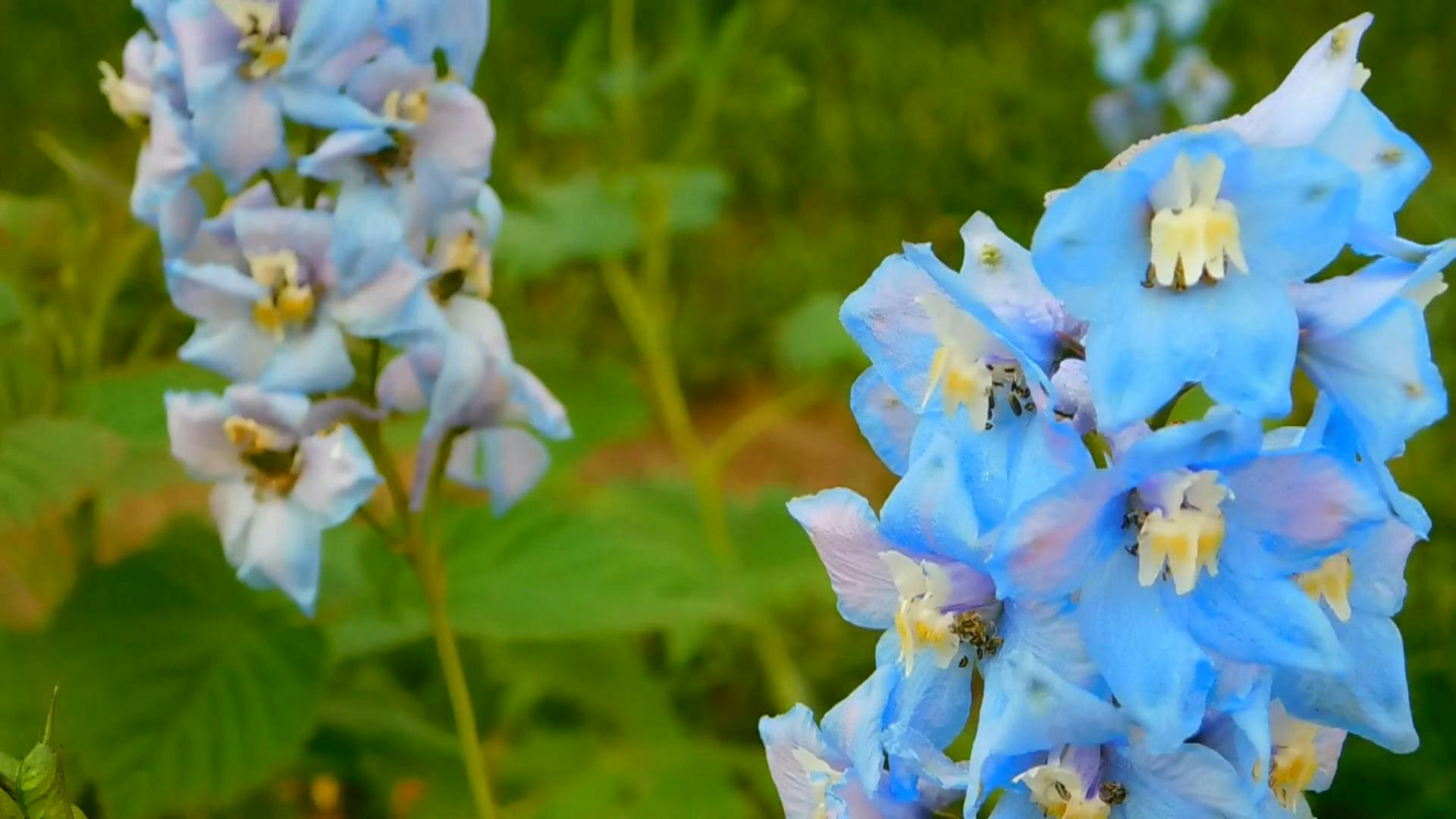 Unique Blue Flowers · Free Stock Video