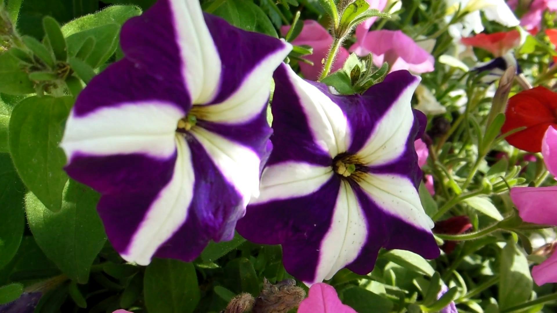 Purple Striped Flowers Video · Free Stock Photo