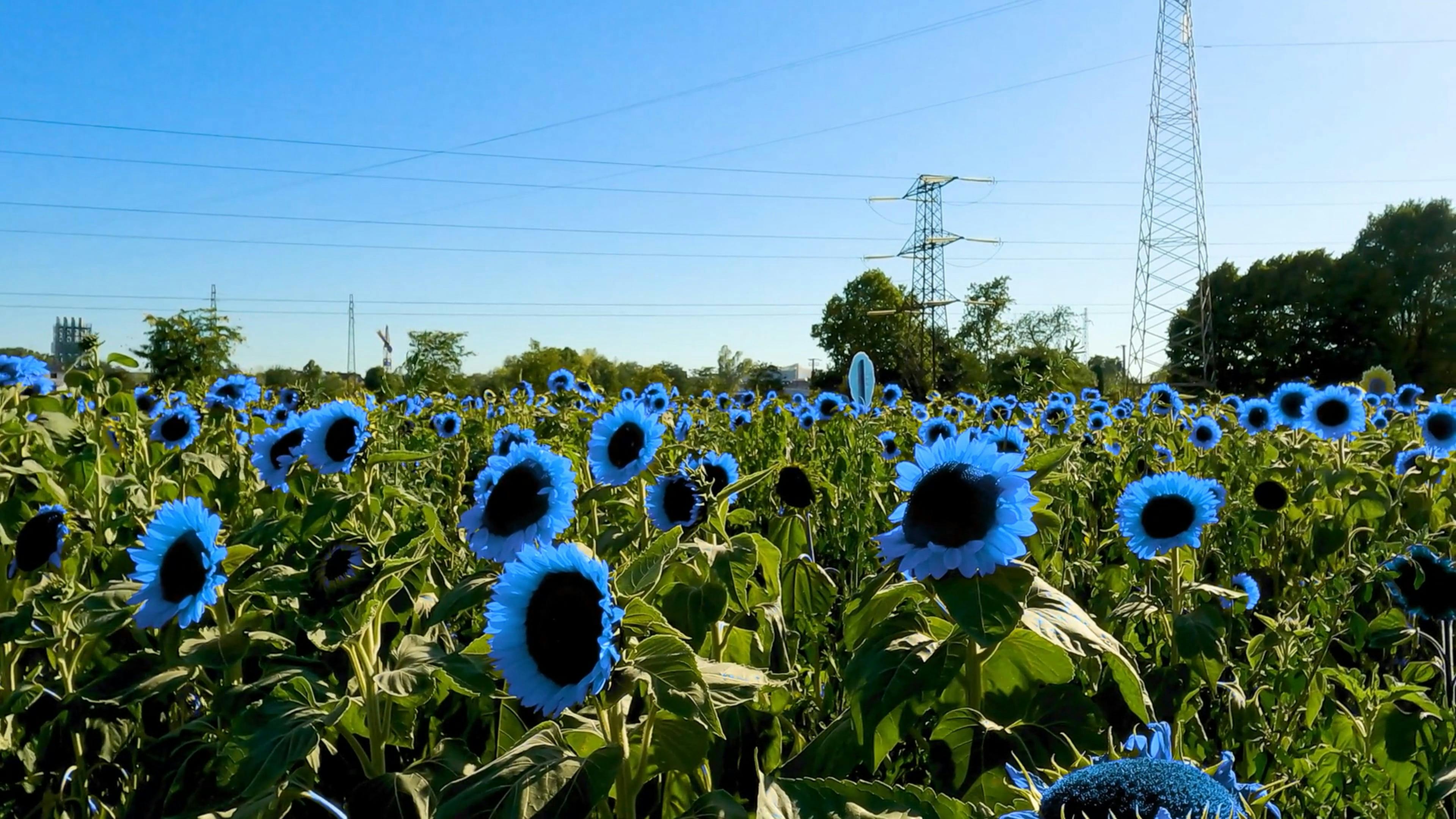 Ambient_Nature_ Atmosphere - Photography