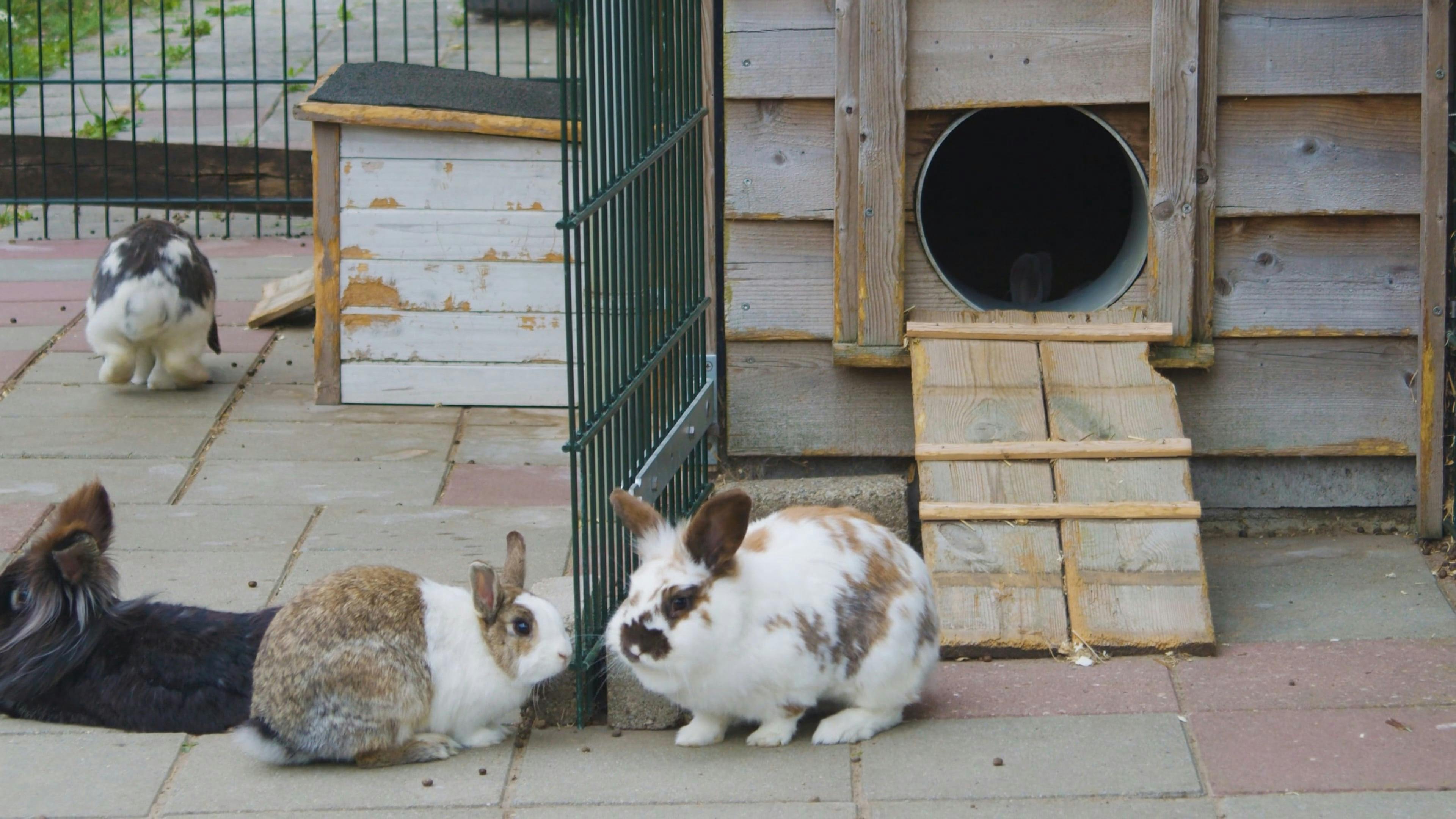 Rabbits in an Outdoor Enclosure Free Stock Video Footage, Royalty-Free ...