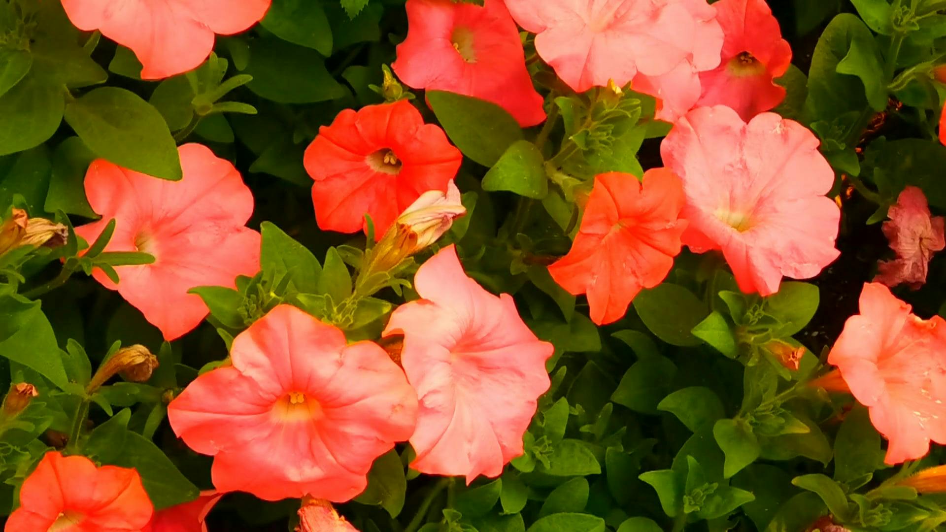 Growing Flowers Videos, Download The BEST Free 4k Stock Video Footage ...