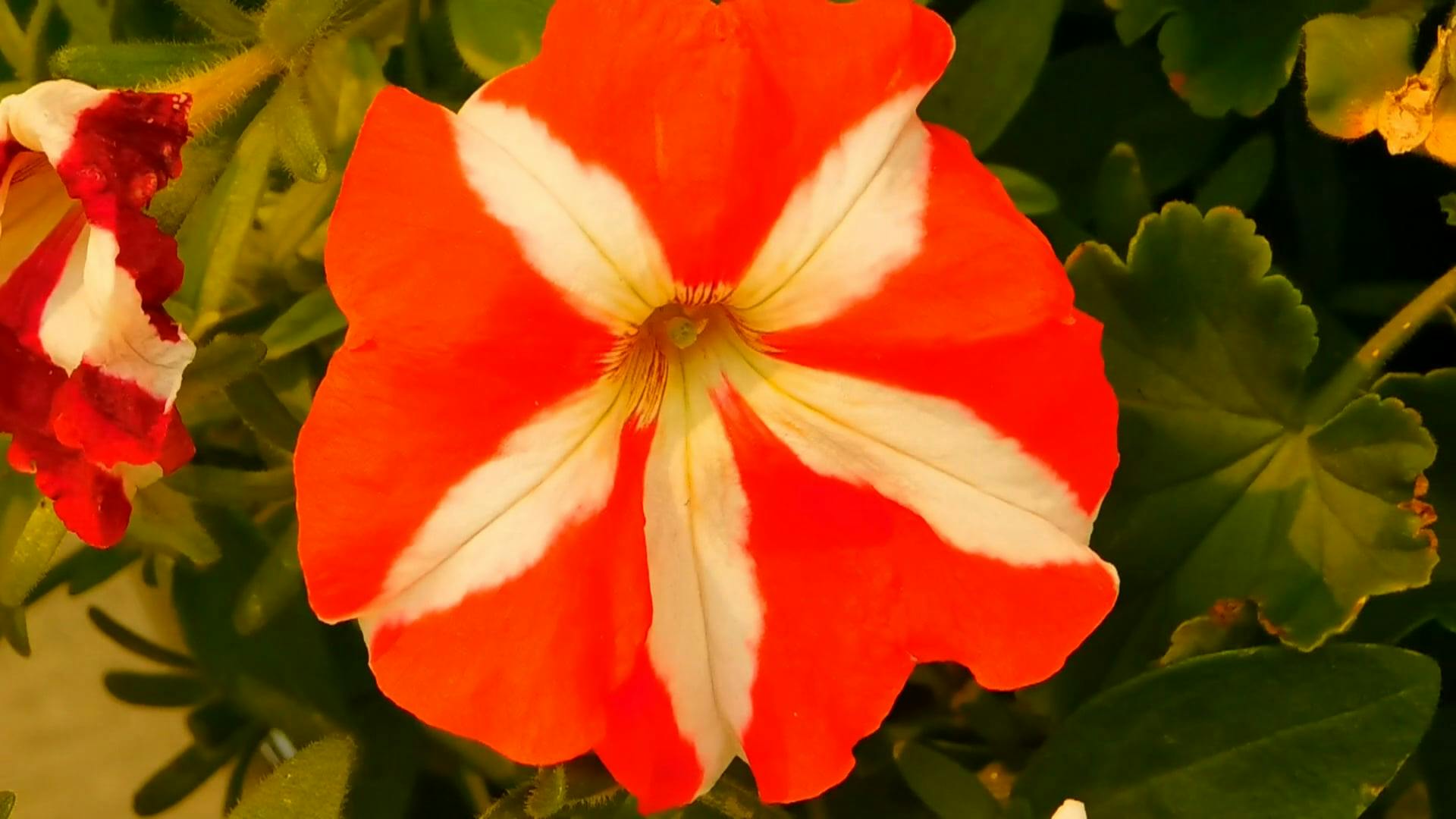 Summer Color Videos, Download The BEST Free 4k Stock Video Footage ...