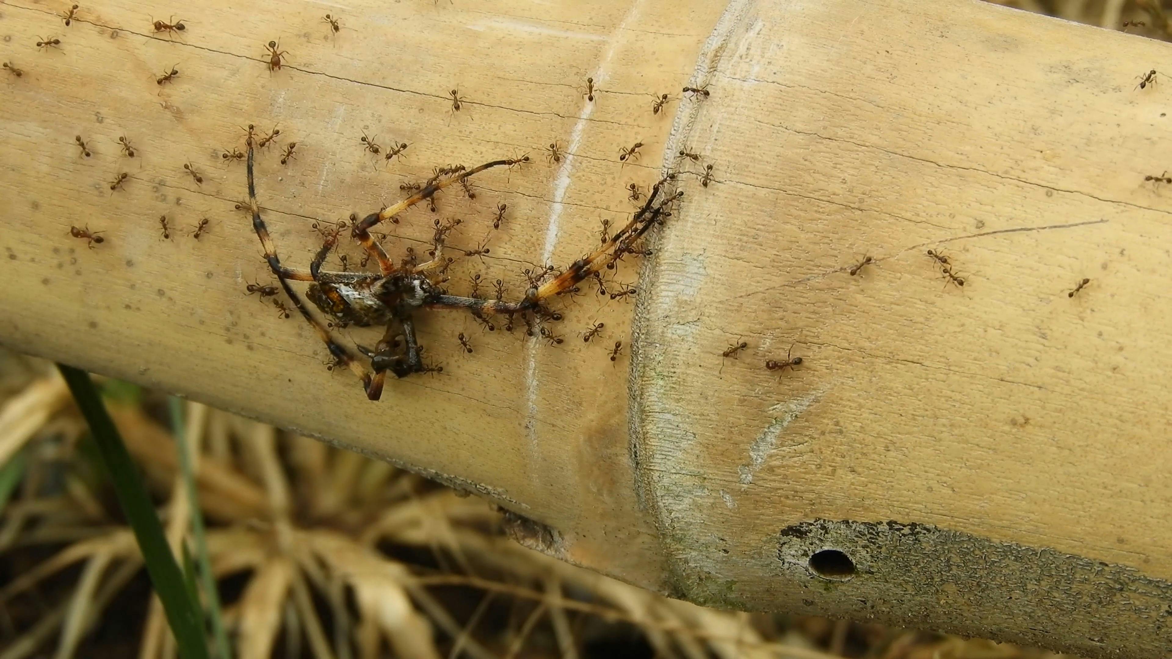 System Ant Videos, Download The BEST Free 4k Stock Video Footage ...