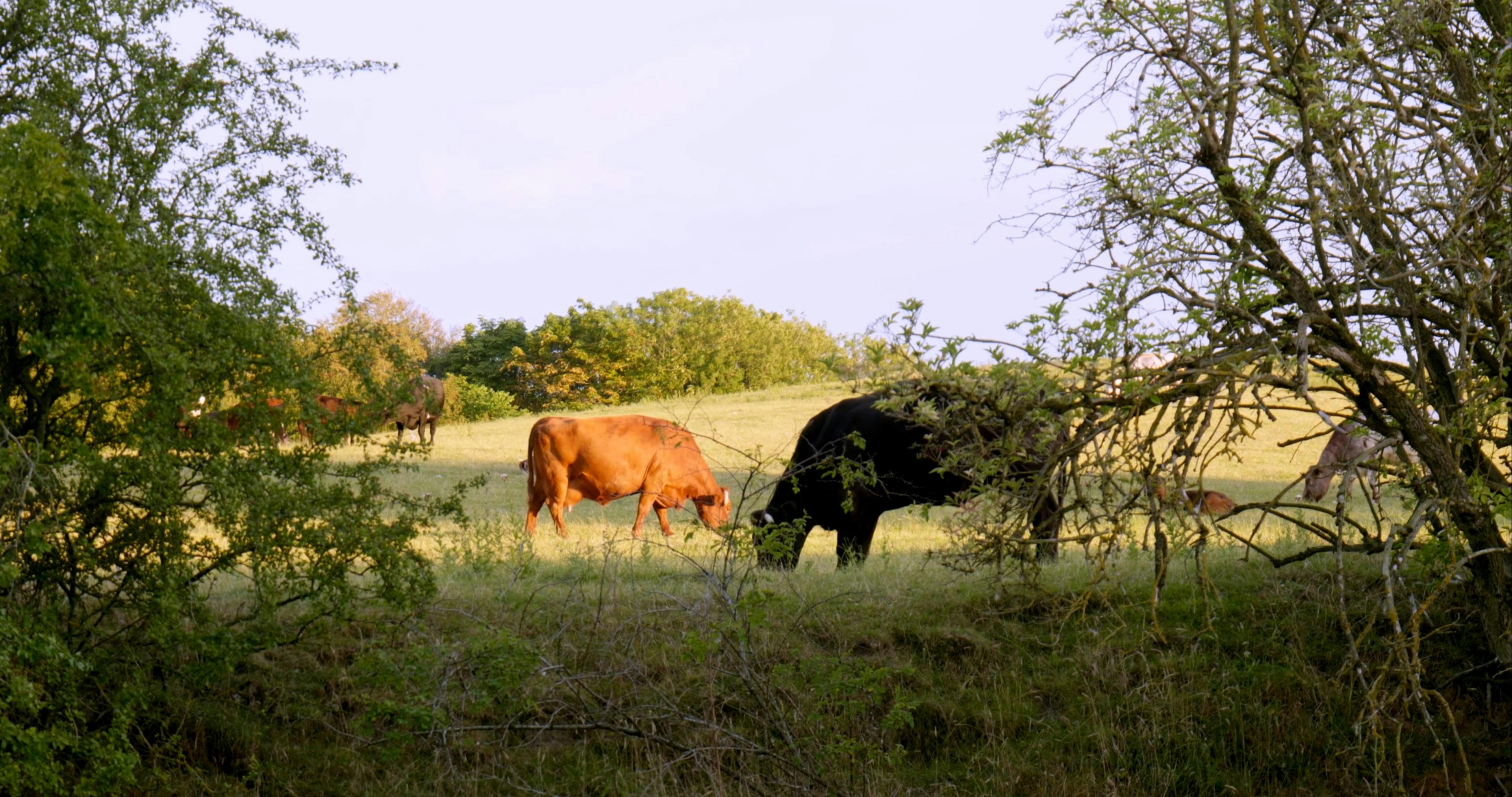 Cattles At A Farm Free Stock Video Footage, Royalty-Free 4K & HD Video Clip