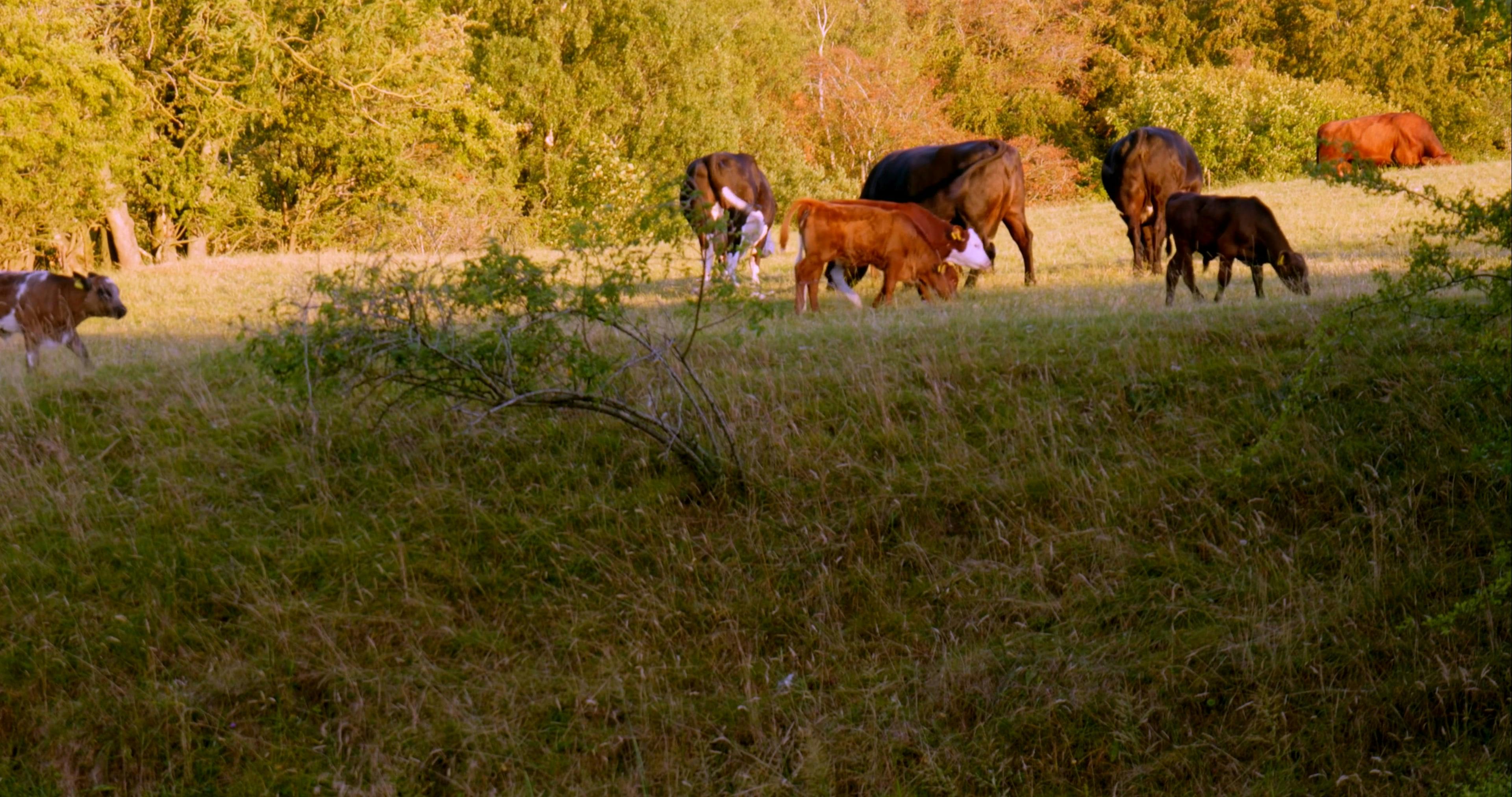 Cattles At A Farm Free Stock Video Footage, Royalty-Free 4K & HD Video Clip
