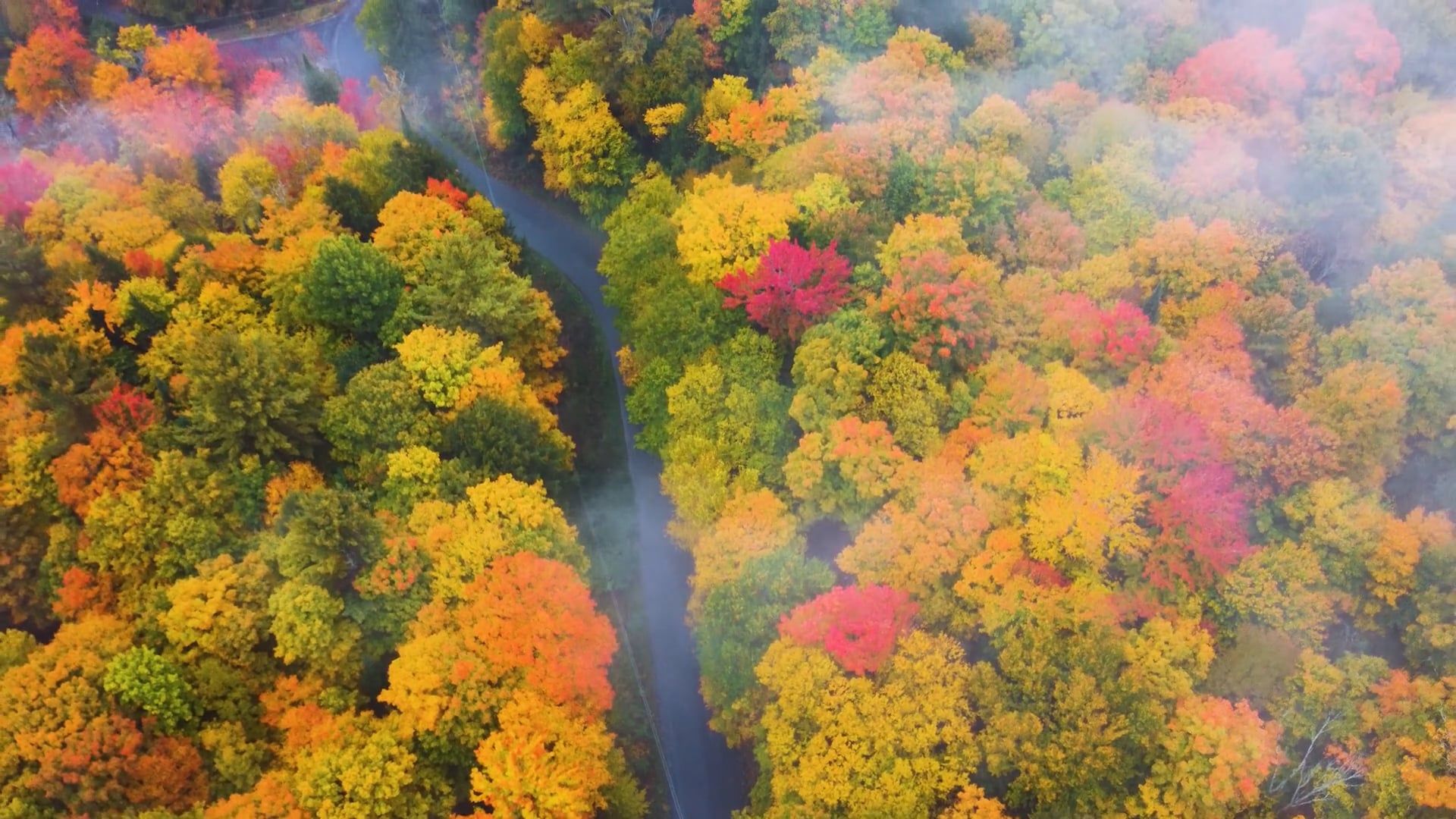 The Autumn Season Turn Forest Into A Colorful Scenery Free Stock Video ...