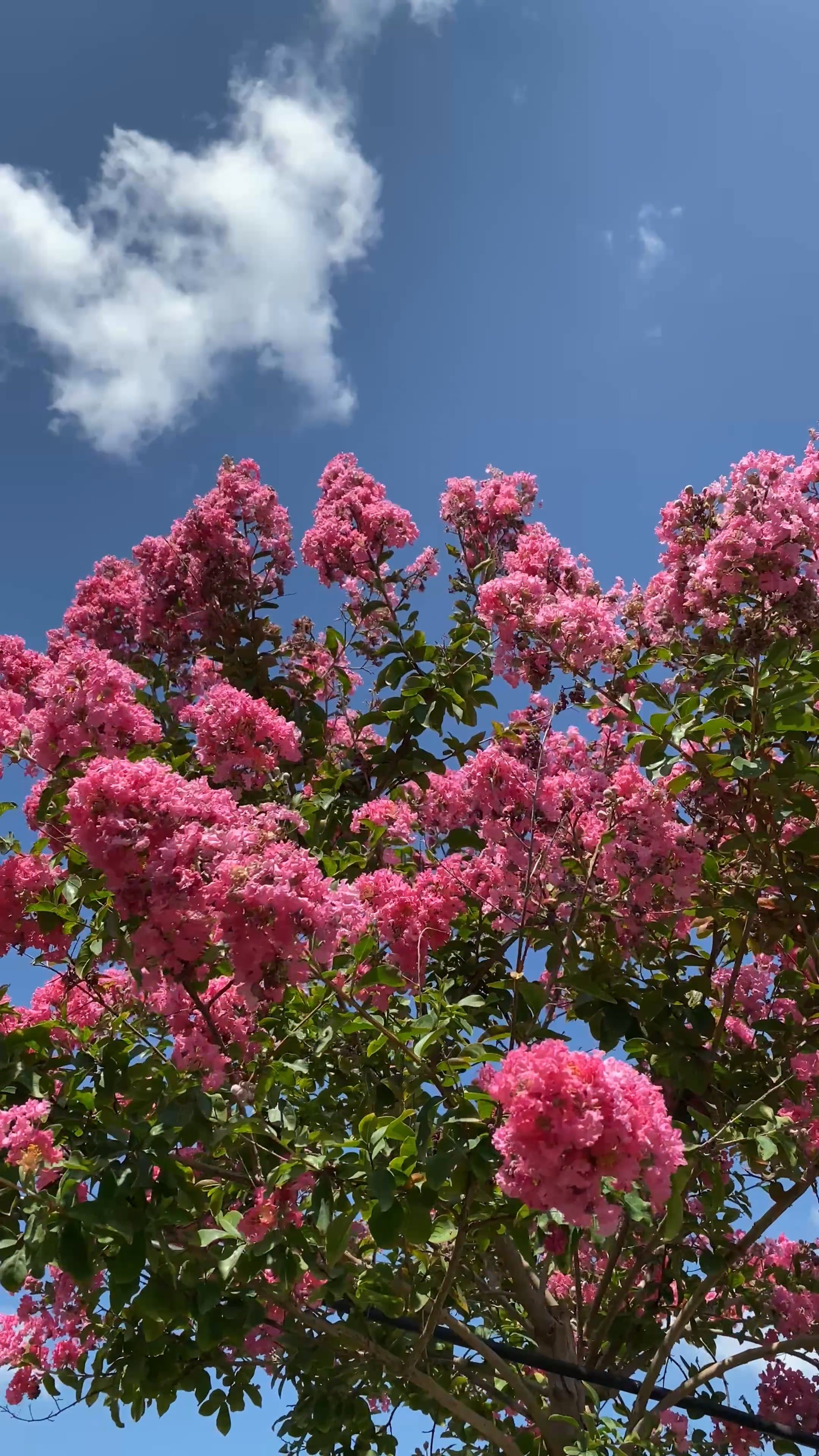 Spring Blossoms on Tree Free Stock Video Footage, Royalty-Free 4K & HD ...