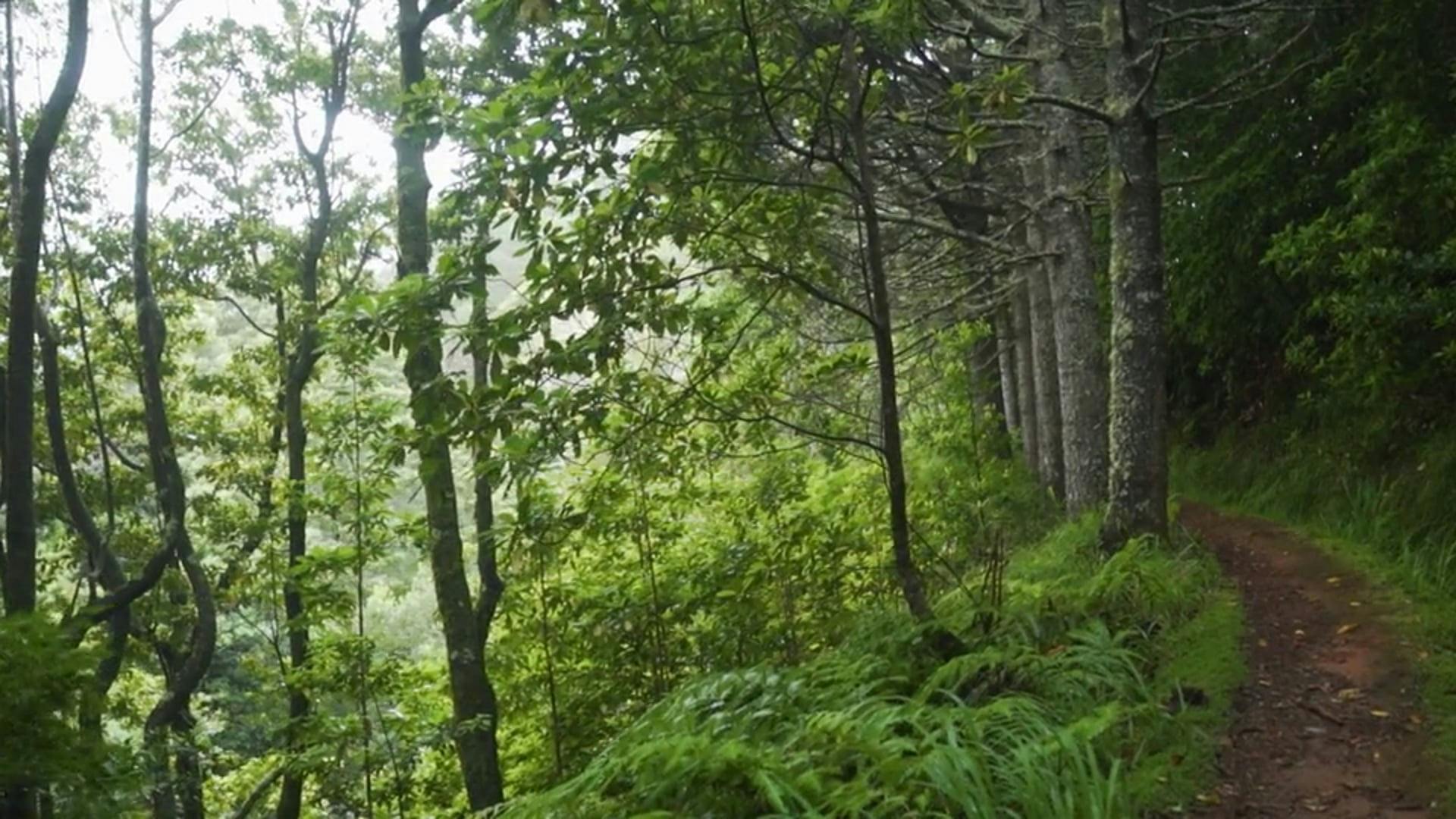 Daylight In Forest Free Stock Video Footage, Royalty-Free 4K & HD Video ...