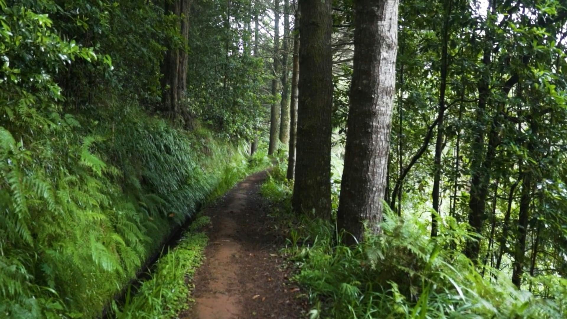 Madeira Forest Videos, Download The BEST Free 4k Stock Video Footage ...