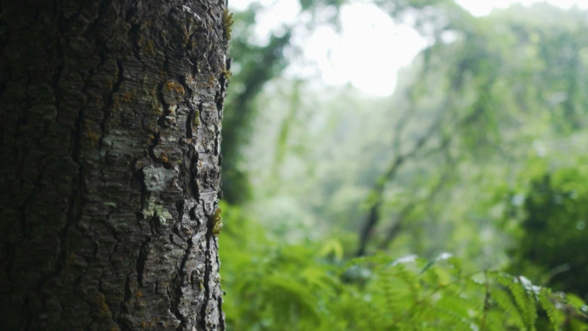 Inner Rainforest Free Stock Video Footage, Royalty-Free 4K & HD Video Clip