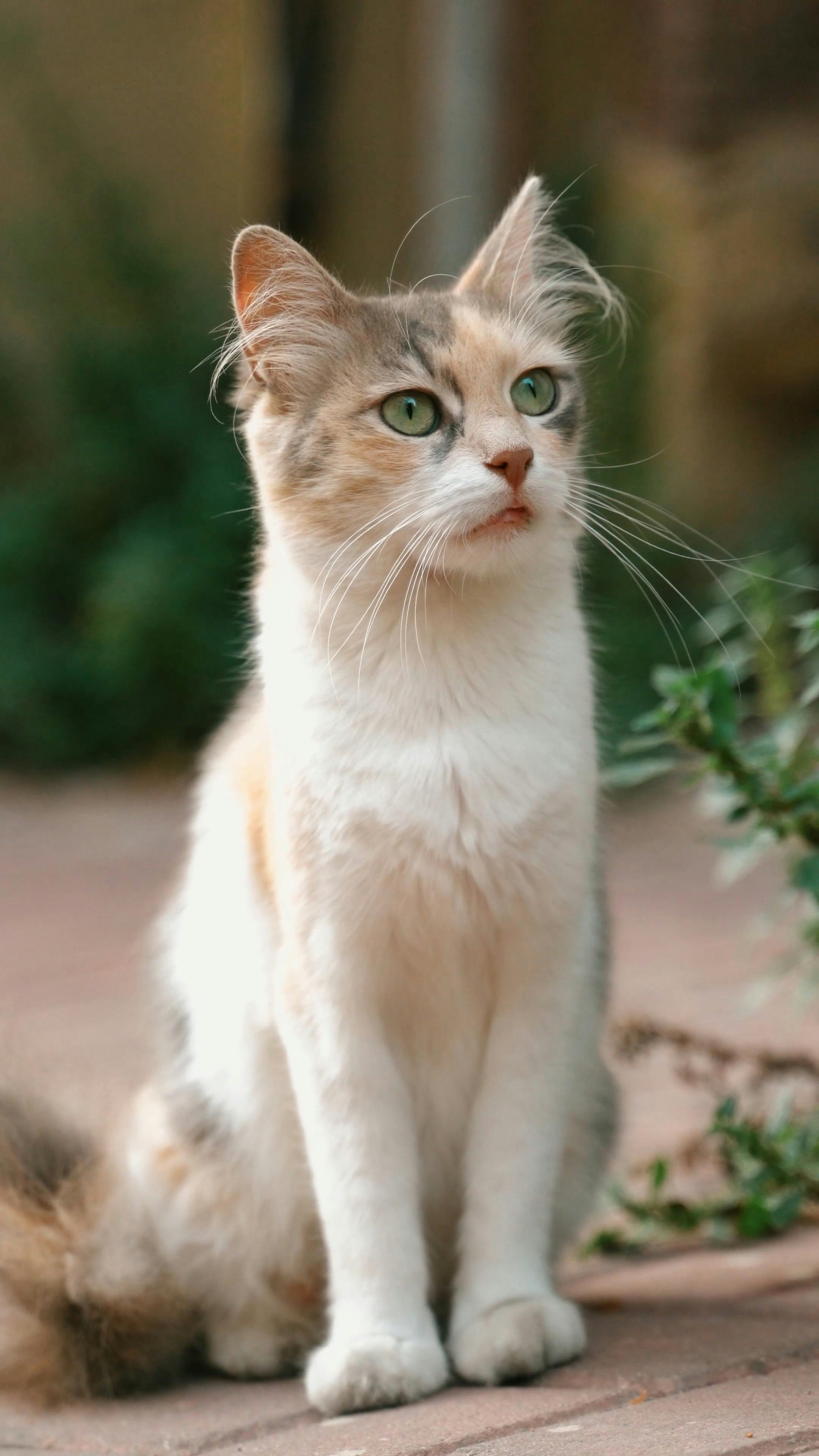 Cat Looking Around Free Stock Video Footage, Royalty-Free 4K & HD Video ...