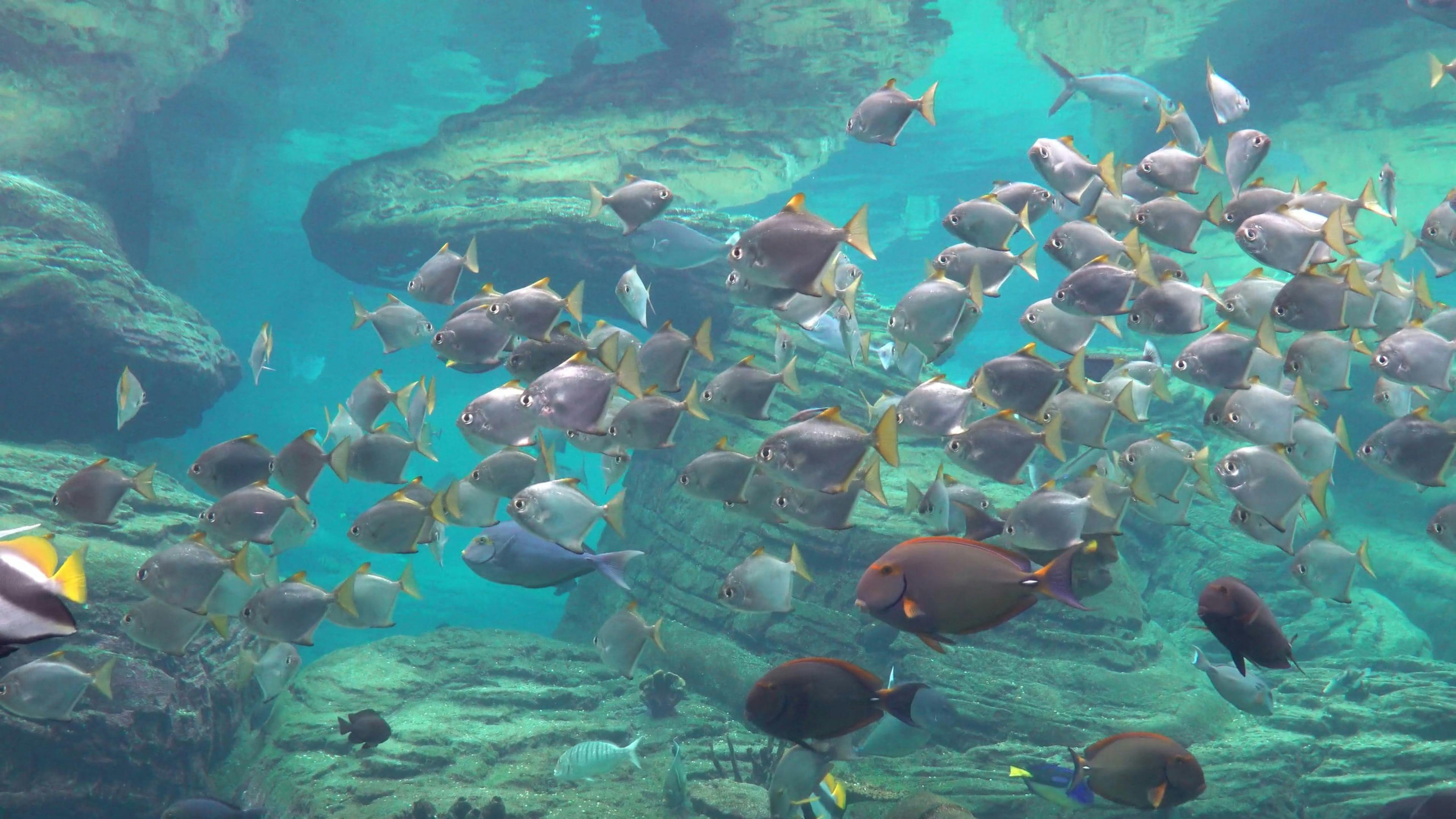 Colorful Marine Fishes Inside An Aquarium Free Stock Video Footage ...