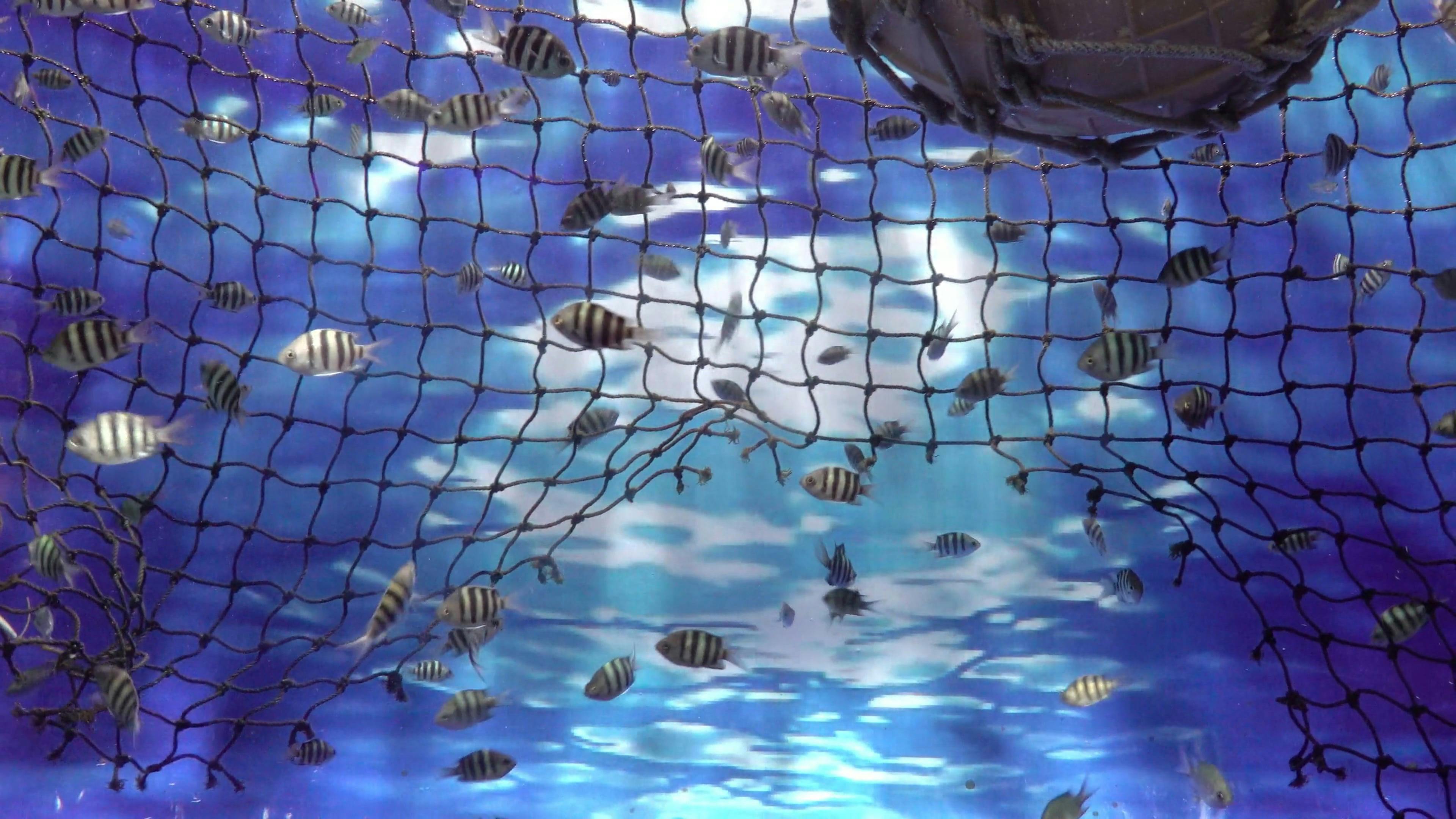 Marine Fisheries Videos, Download The BEST Free 4k Stock Video Footage ...