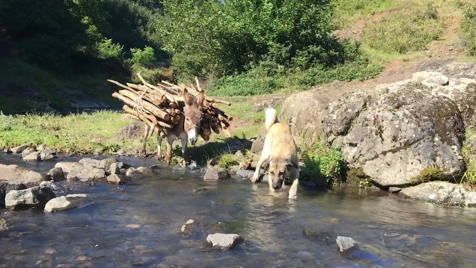 A Dog and a Donkey Carrying Firewood Crossing a Stream Free Stock Video ...
