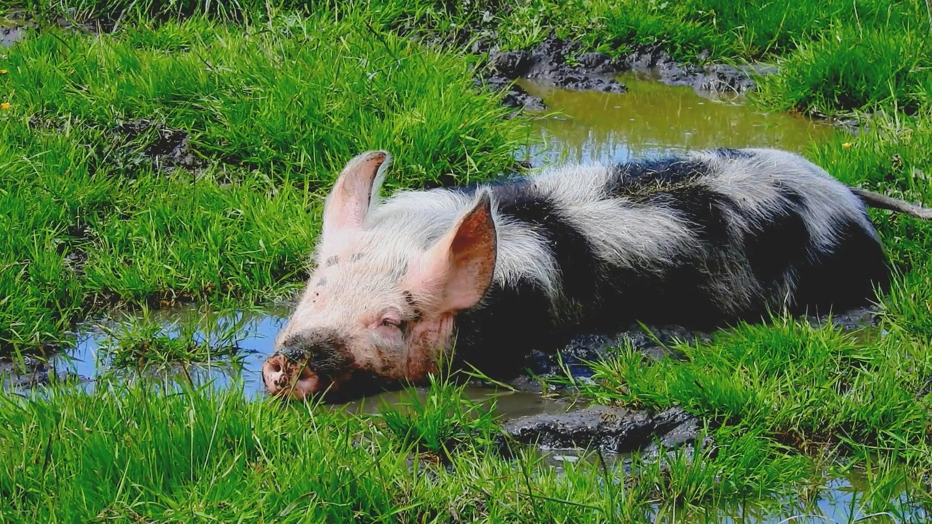 Pig Lying Down in Puddles Free Stock Video Footage, Royalty-Free 4K ...