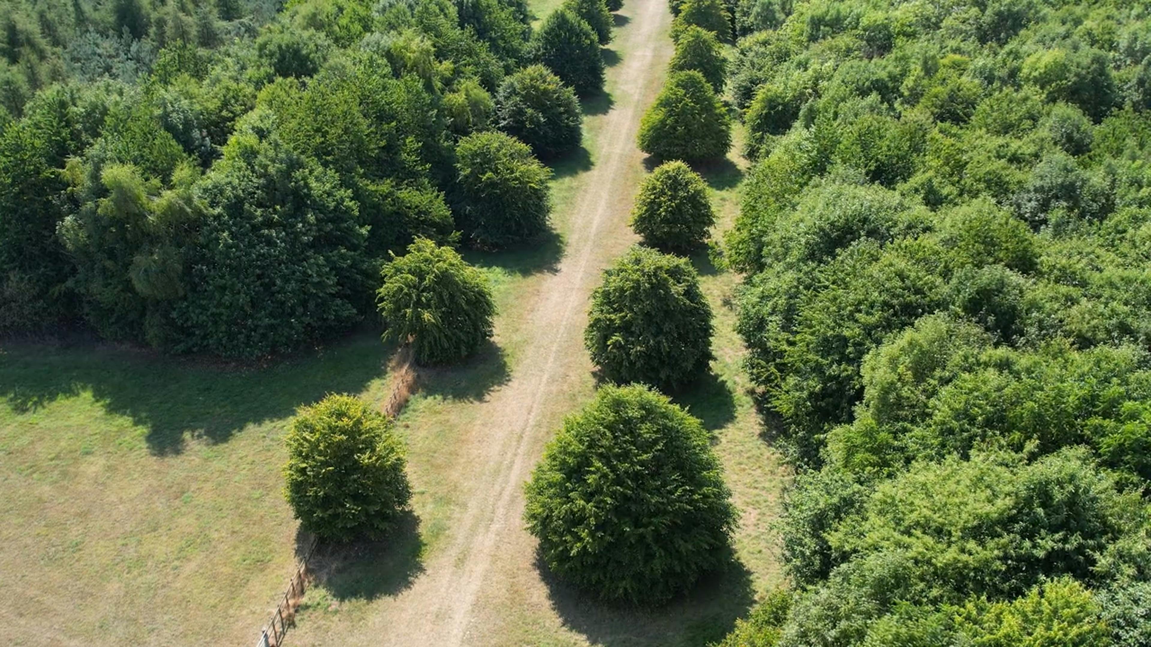 Drone Footage of a Rural Trail with Green Trees near a Road Free Stock ...