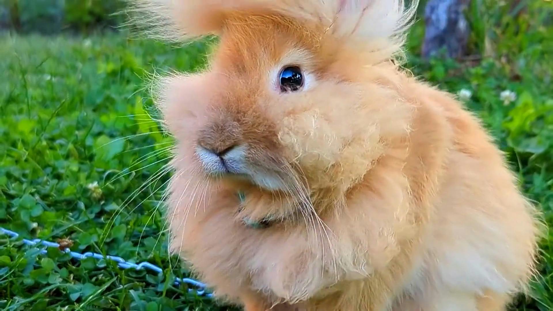 Close-up View of Hairy Rabbit on Grass Free Stock Video Footage ...