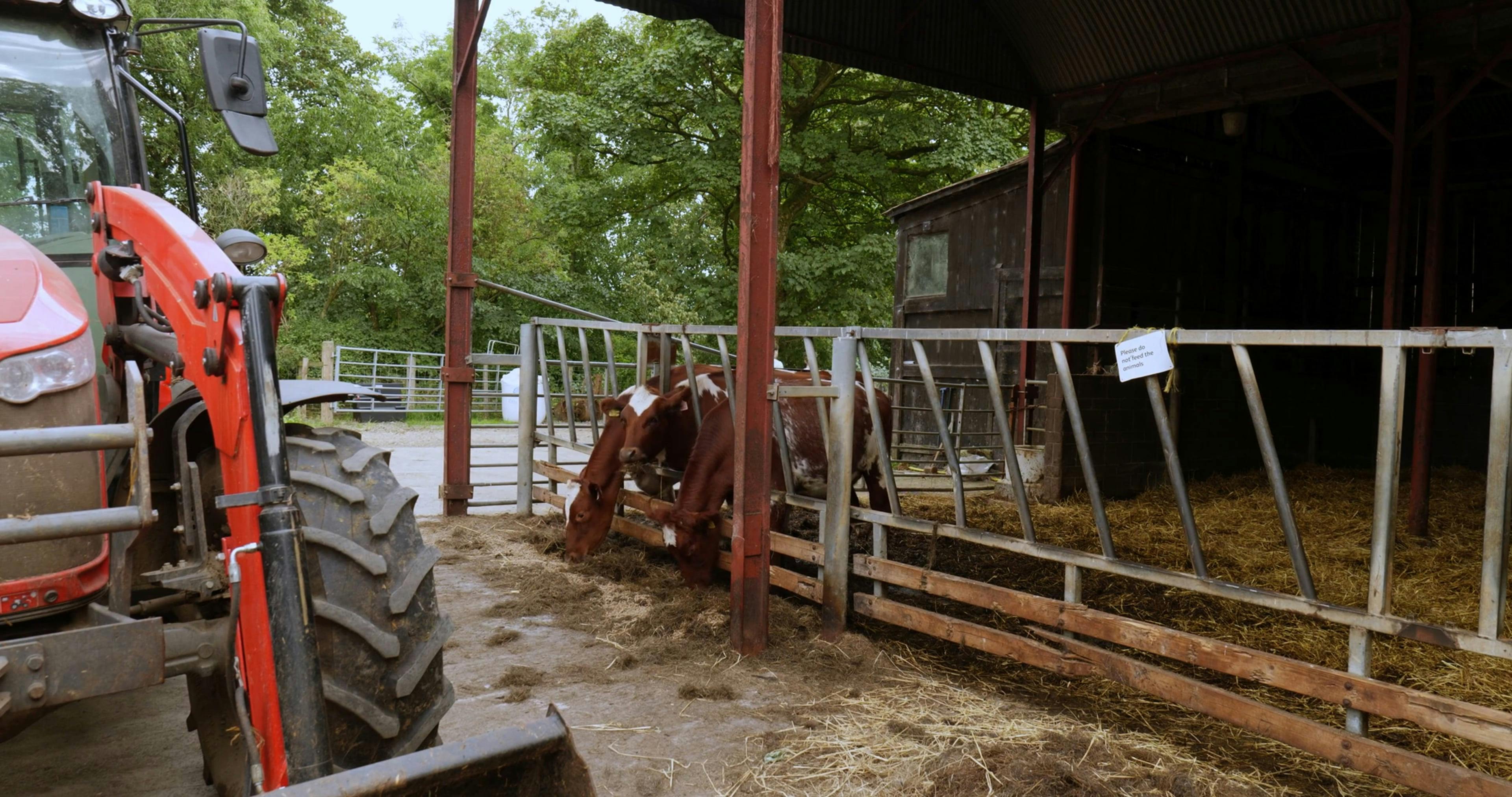 Cows in Cowshed on Farm Free Stock Video Footage, Royalty-Free 4K & HD ...