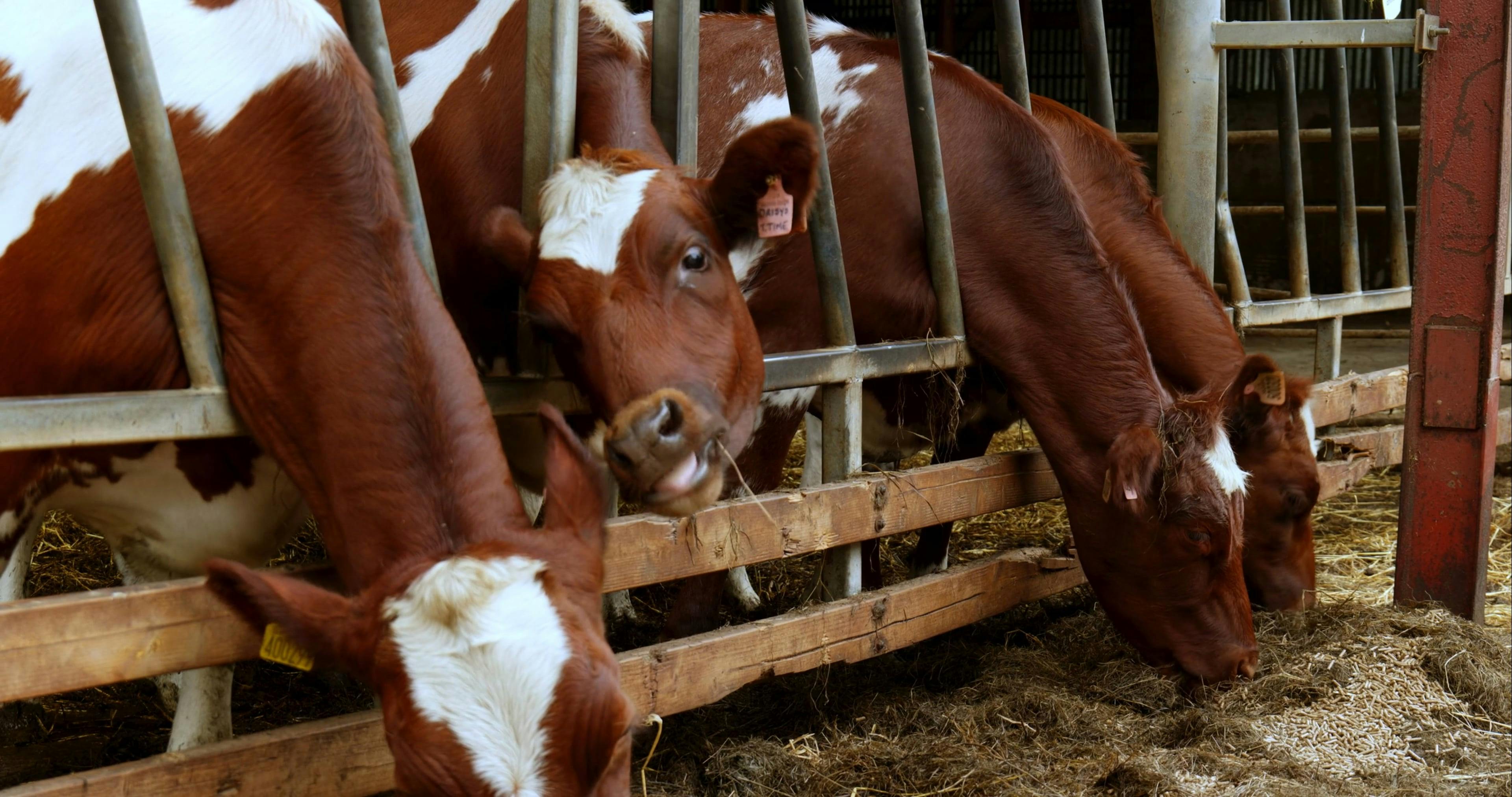 Cattles At A Farm Free Stock Video Footage, Royalty-Free 4K & HD Video Clip