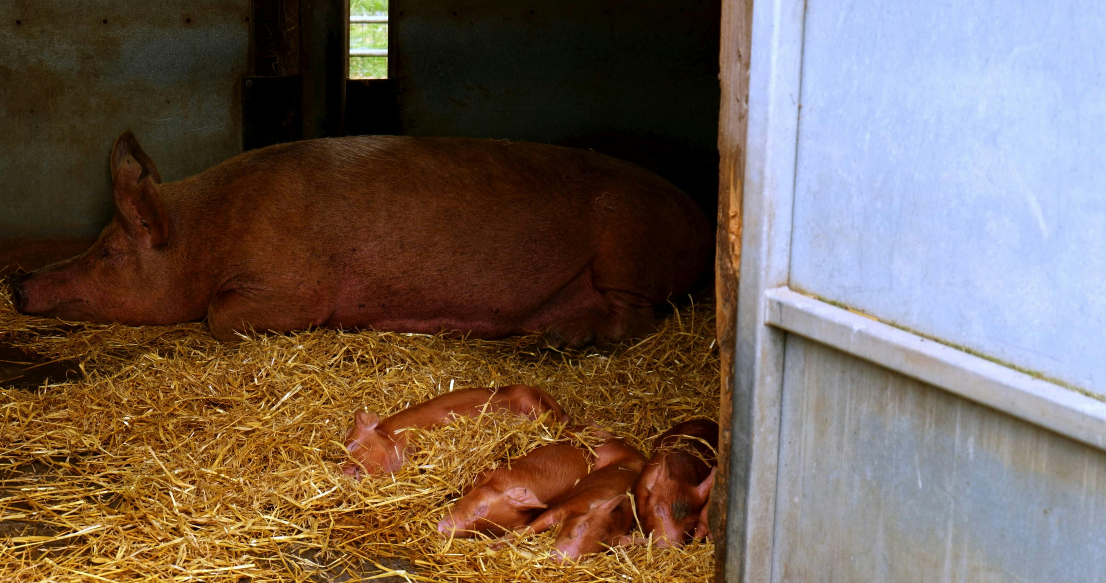 Sow Feeding Piglets Free Stock Video Footage, Royalty-Free 4K & HD ...