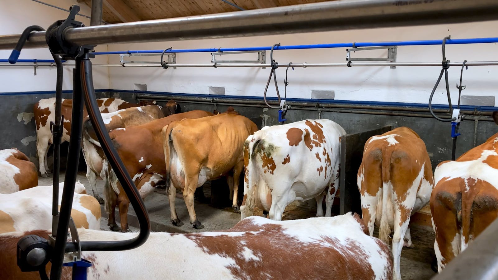 Milking Cows Videos, Download The BEST Free 4k Stock Video Footage ...