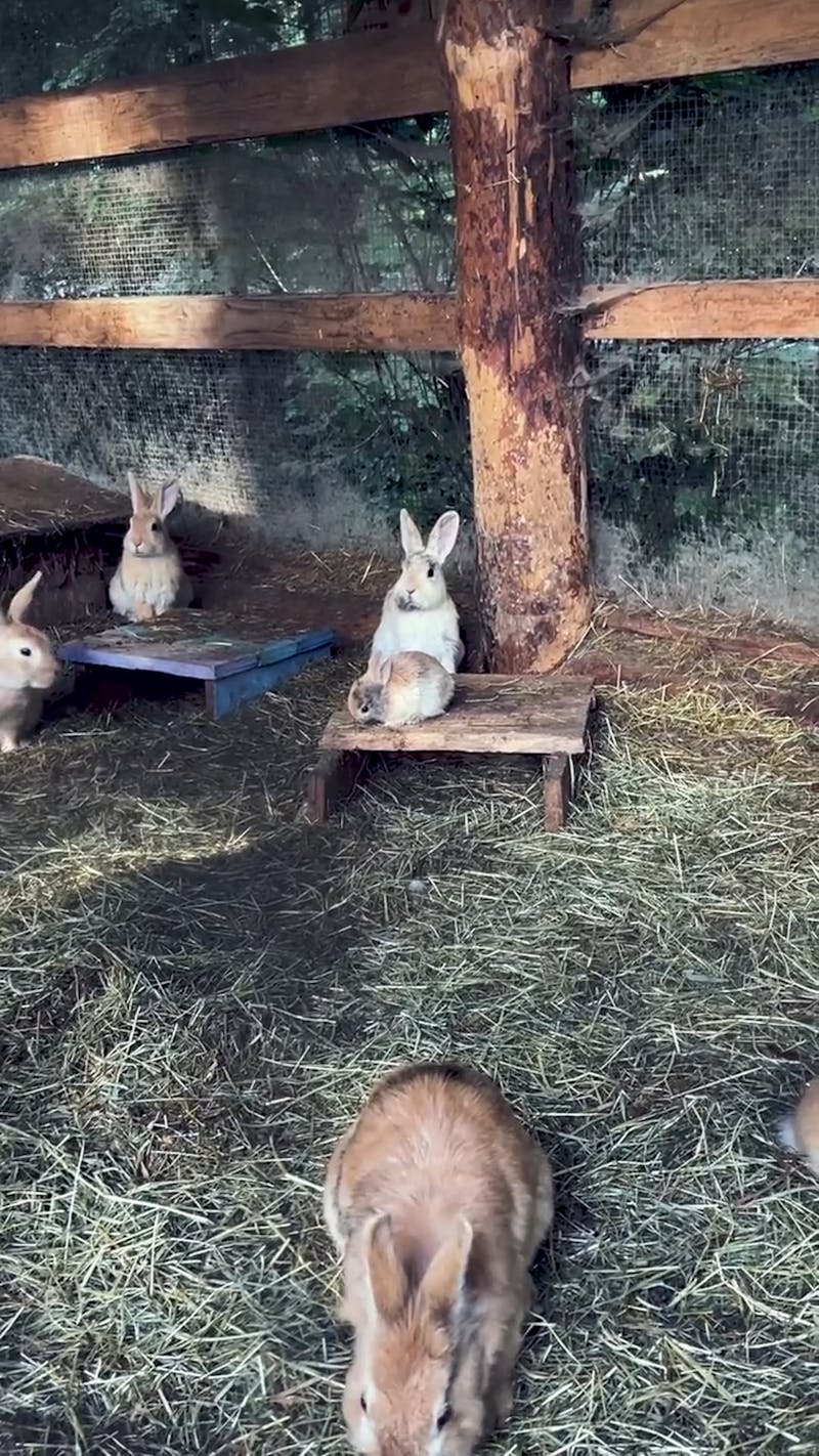 Rabbits Farm Videos, Download The BEST Free 4k Stock Video Footage ...