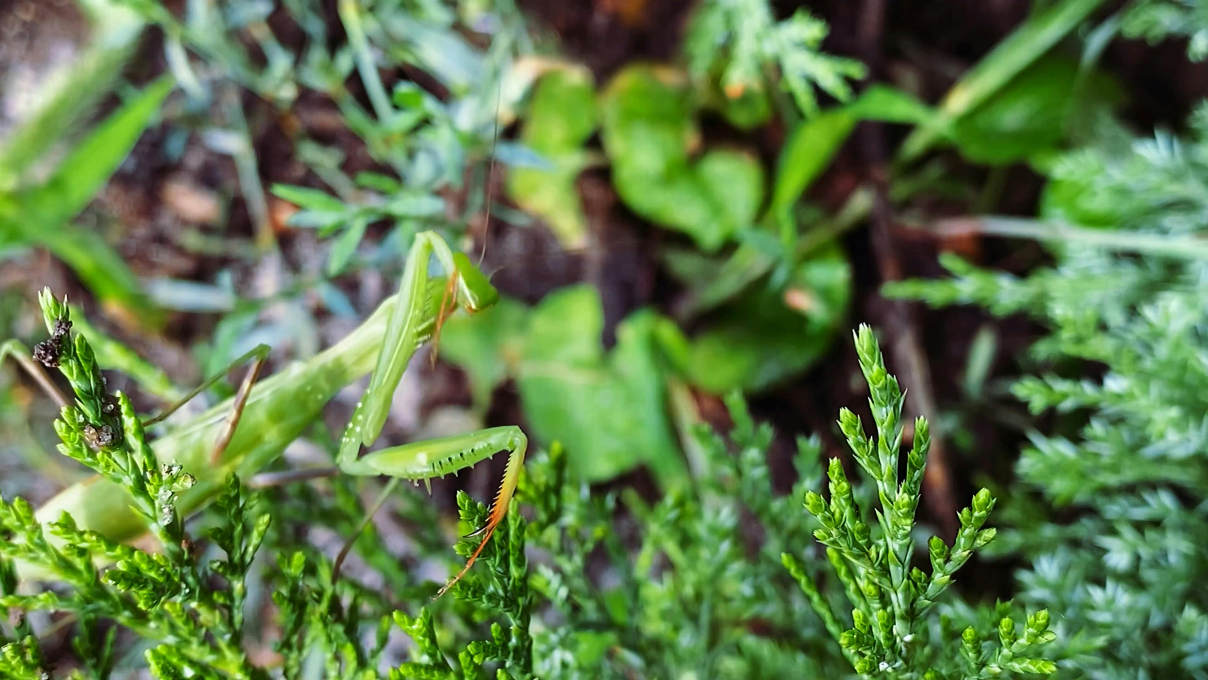 Vídeos de stock gratuitos sobre al aire libre, anatomía de insectos ...