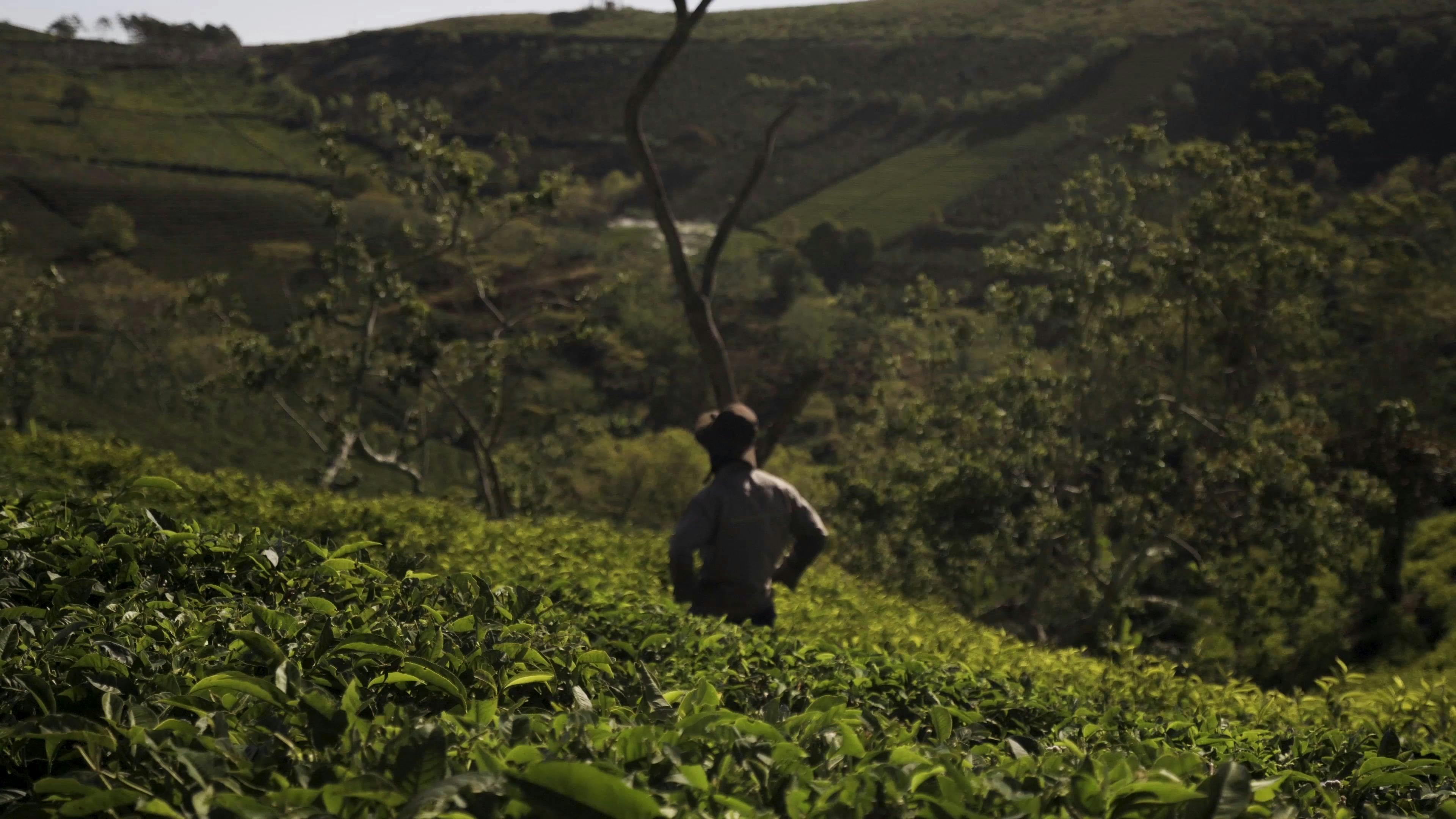 Tea Picking Videos, Download The BEST Free 4k Stock Video Footage & Tea ...