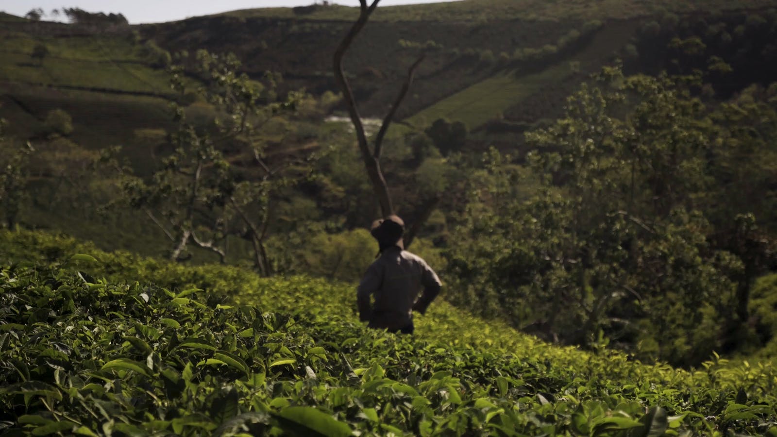 Tea Leaves Videos, Download The BEST Free 4k Stock Video Footage & Tea ...