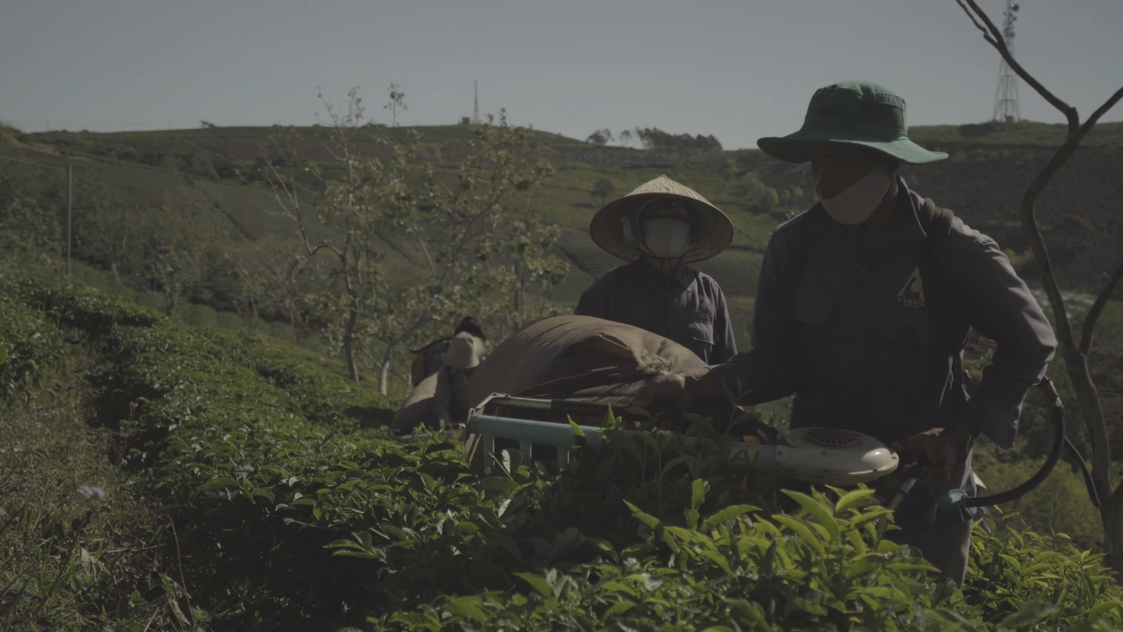 Harvesting Tea Leaves Free Stock Video Footage, Royalty-Free 4K & HD ...
