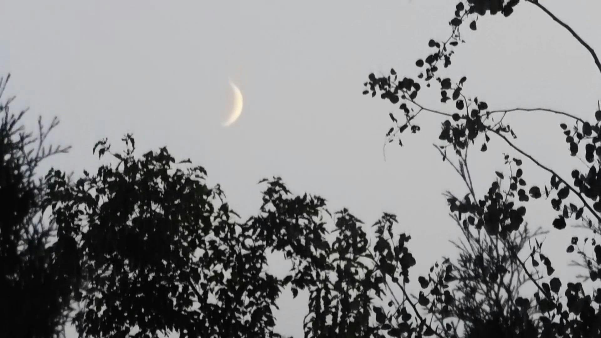 Moon Branch Videos, Download The BEST Free 4k Stock Video Footage ...