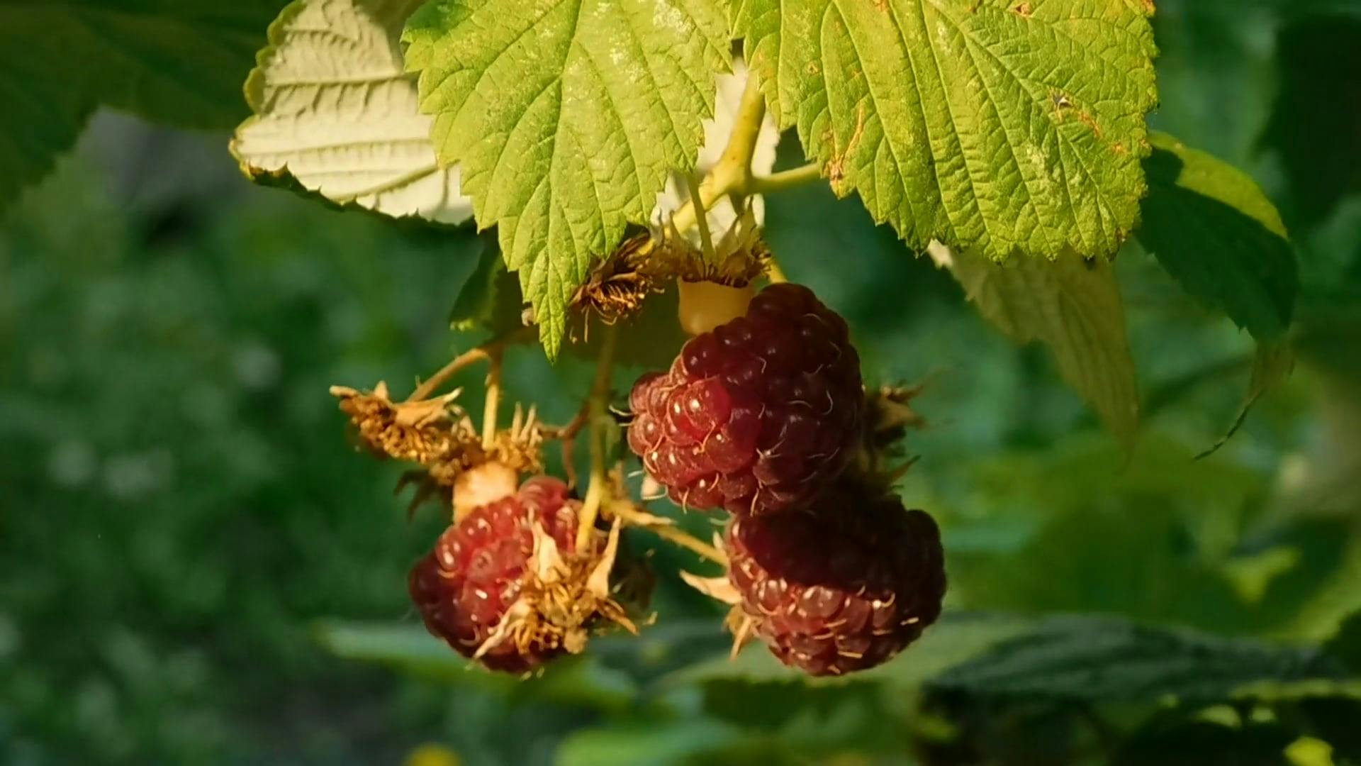 Raspberries Hanging On Tree · Free Stock Video