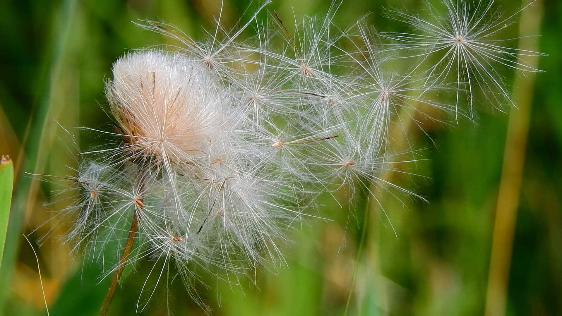 Vídeos de stock gratuitos sobre aireado, al aire libre, belleza natural ...