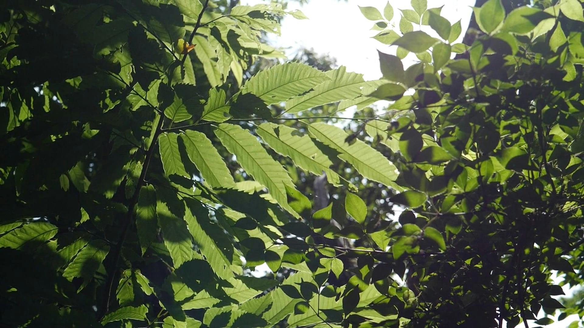 Leaves Waving on Wind Free Stock Video Footage, Royalty-Free 4K & HD ...