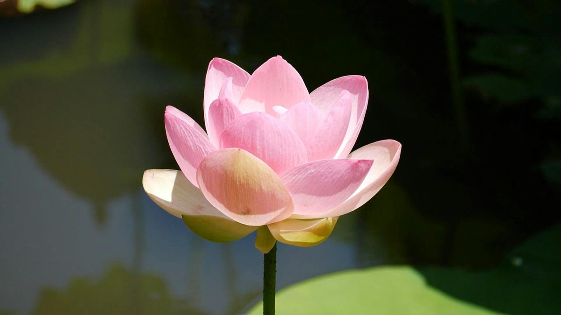 Nymphaea Lotus Videos, Download The BEST Free 4k Stock Video Footage & Nymphaea Lotus HD Video Clips