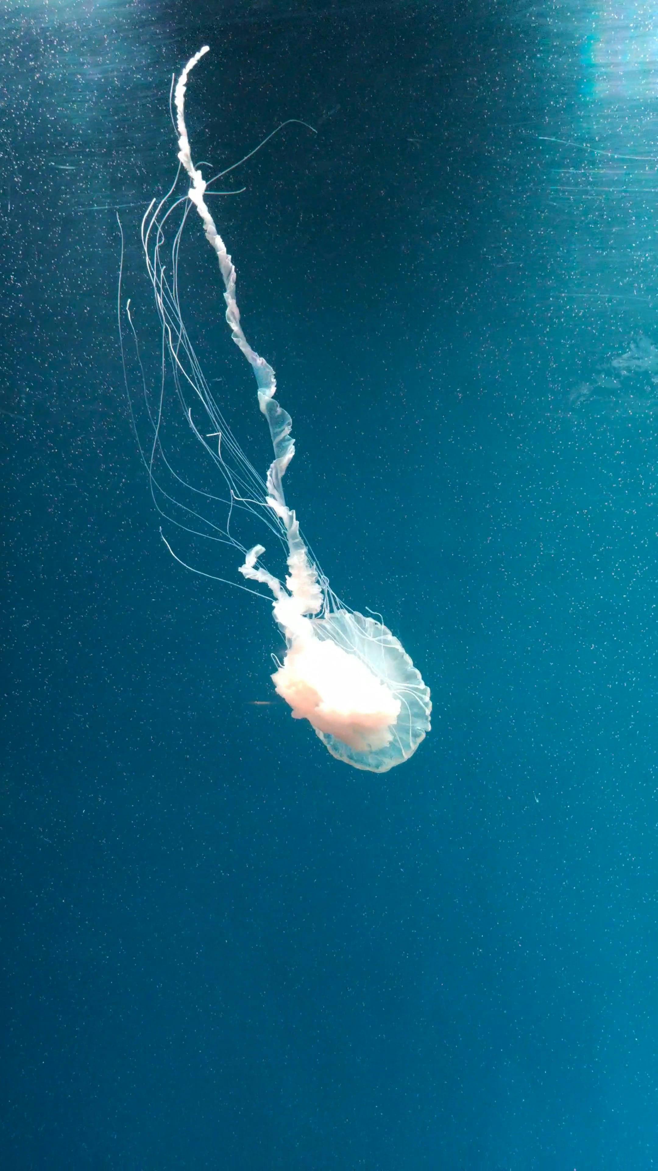 Chandra Halim - Fotografía