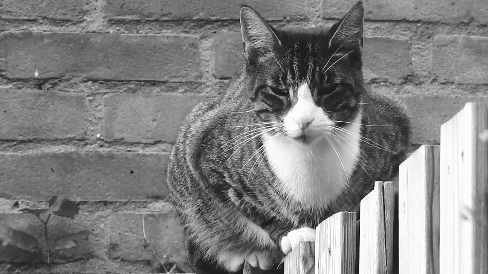 Gray Videos, Download The BEST Free 4k Stock Video Footage & Gray HD ...