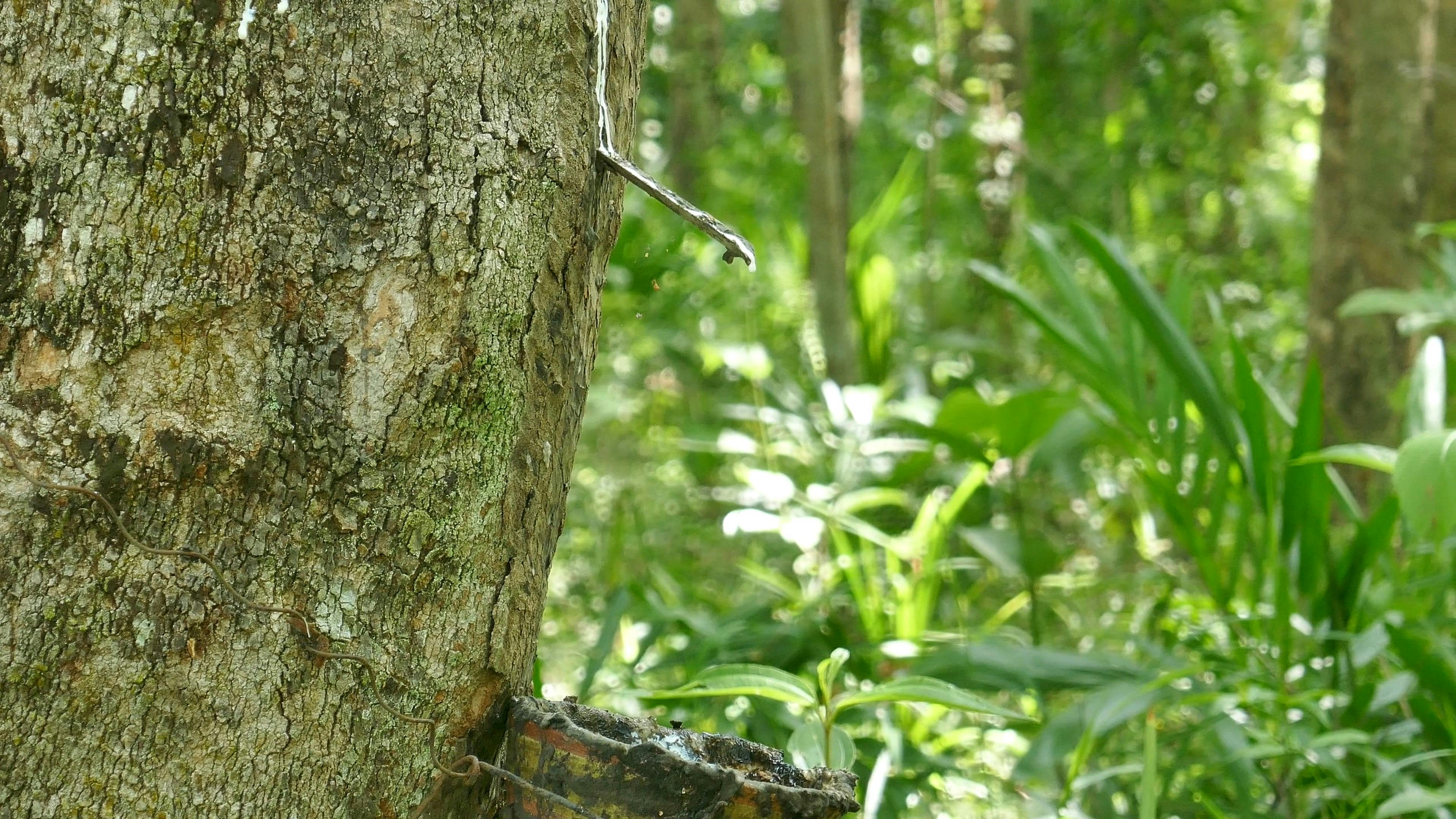 Tree Sap Dripping into a Container Free Stock Video Footage, Royalty ...