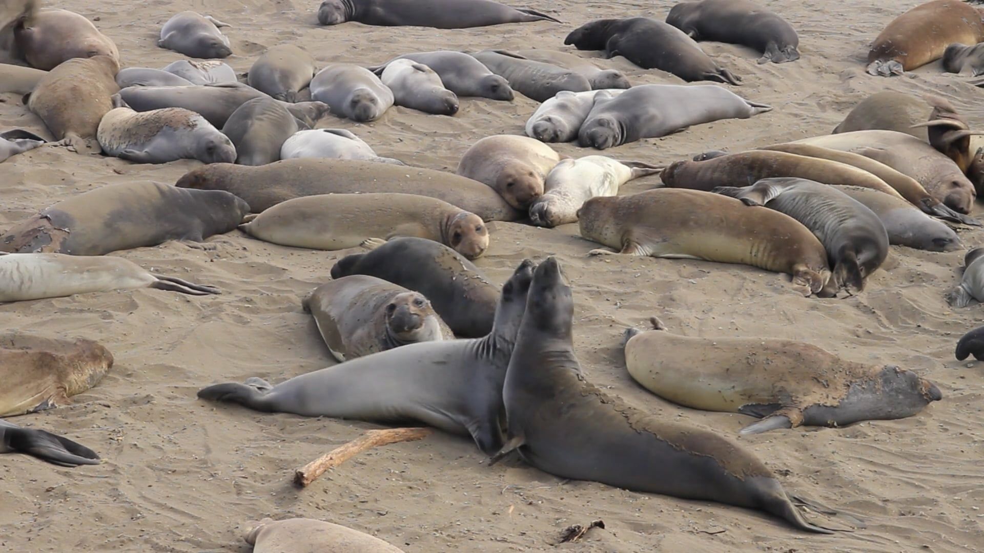 Vídeos de stock gratuitos sobre ambiente marino, américa del norte ...