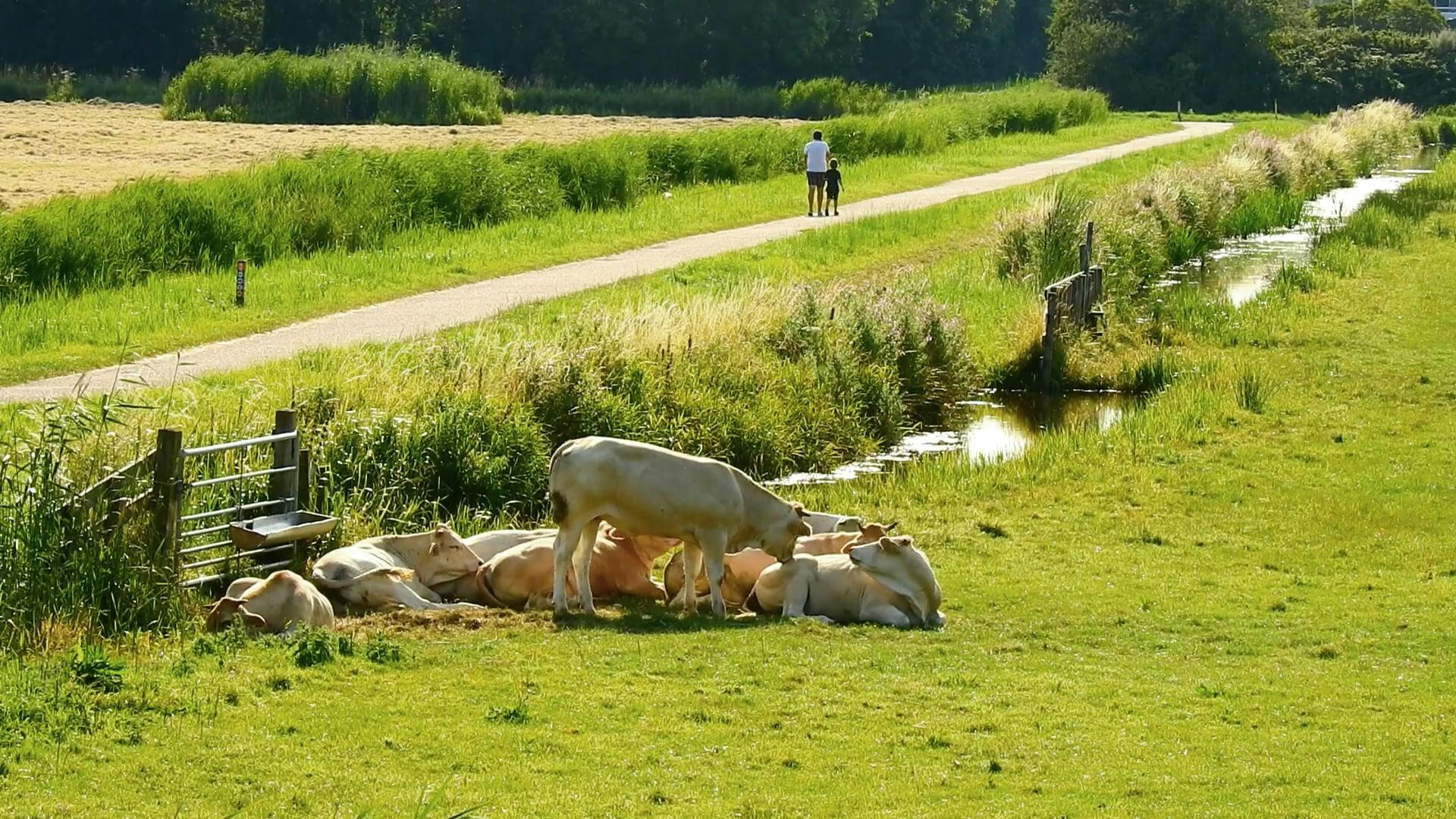 Cows Lying on Pasture Free Stock Video Footage, Royalty-Free 4K & HD ...